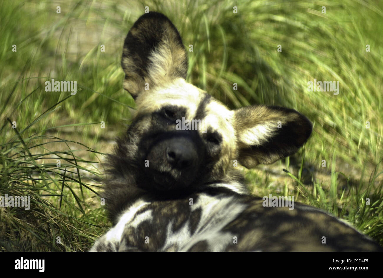 Close-up of an African wild dog Stock Photo - Alamy