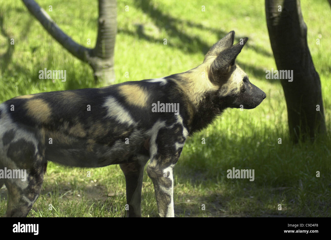 African wild dog in the forest Stock Photo - Alamy