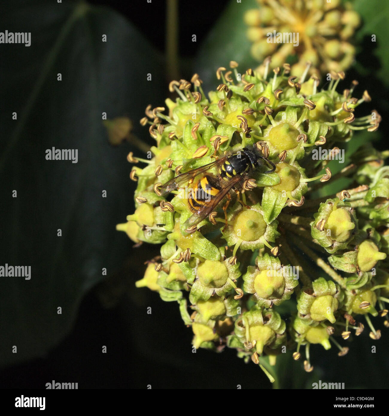 wasp on plant Stock Photo - Alamy