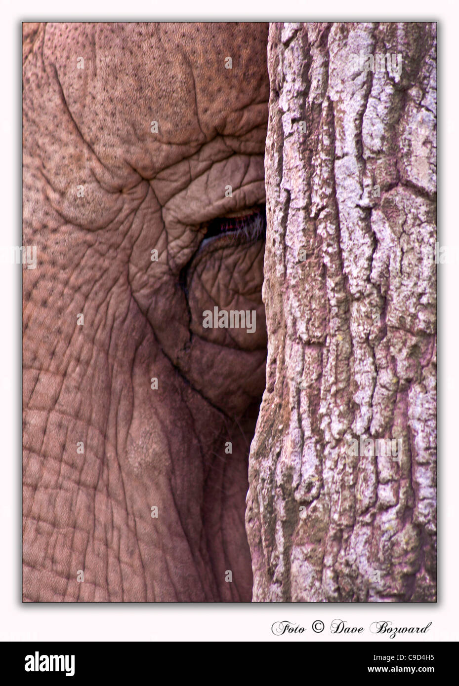 Elephant Hiding High Resolution Stock Photography and Images - Alamy