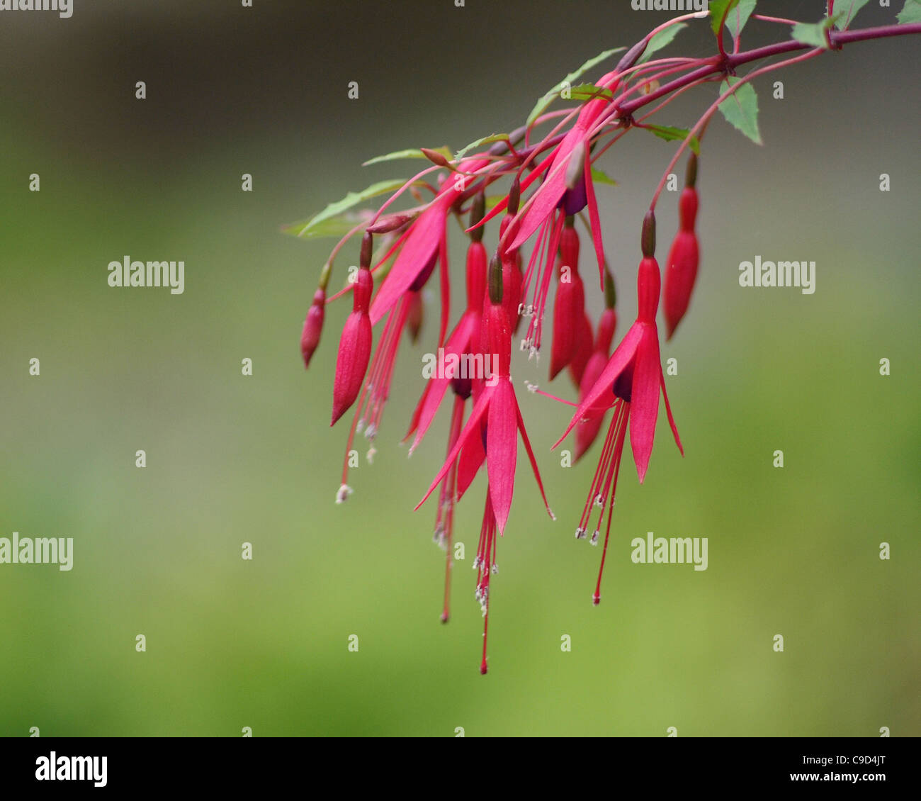 Fuchsias hi-res stock photography and images - Alamy