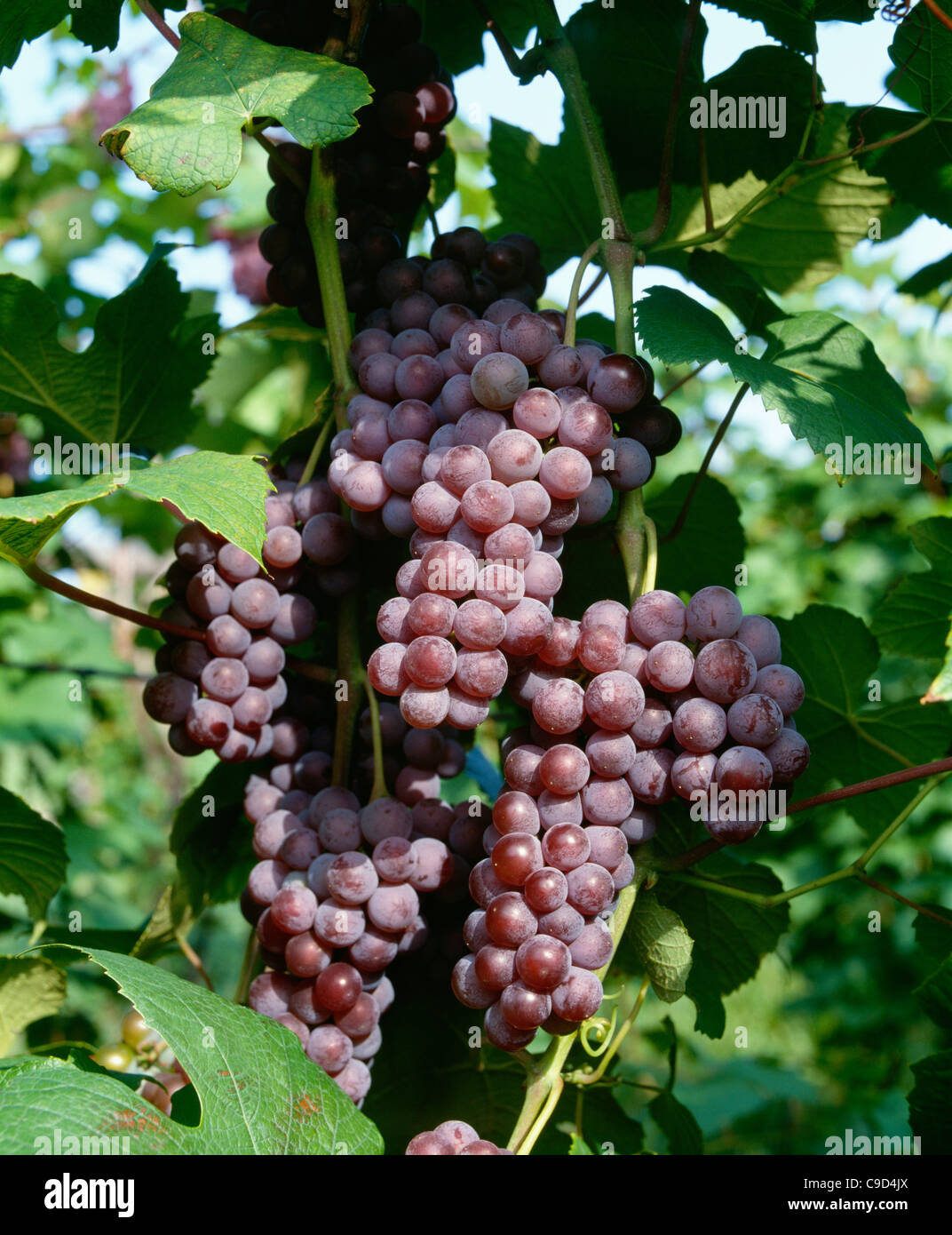 Delaware champagne grapes Stock Photo - Alamy