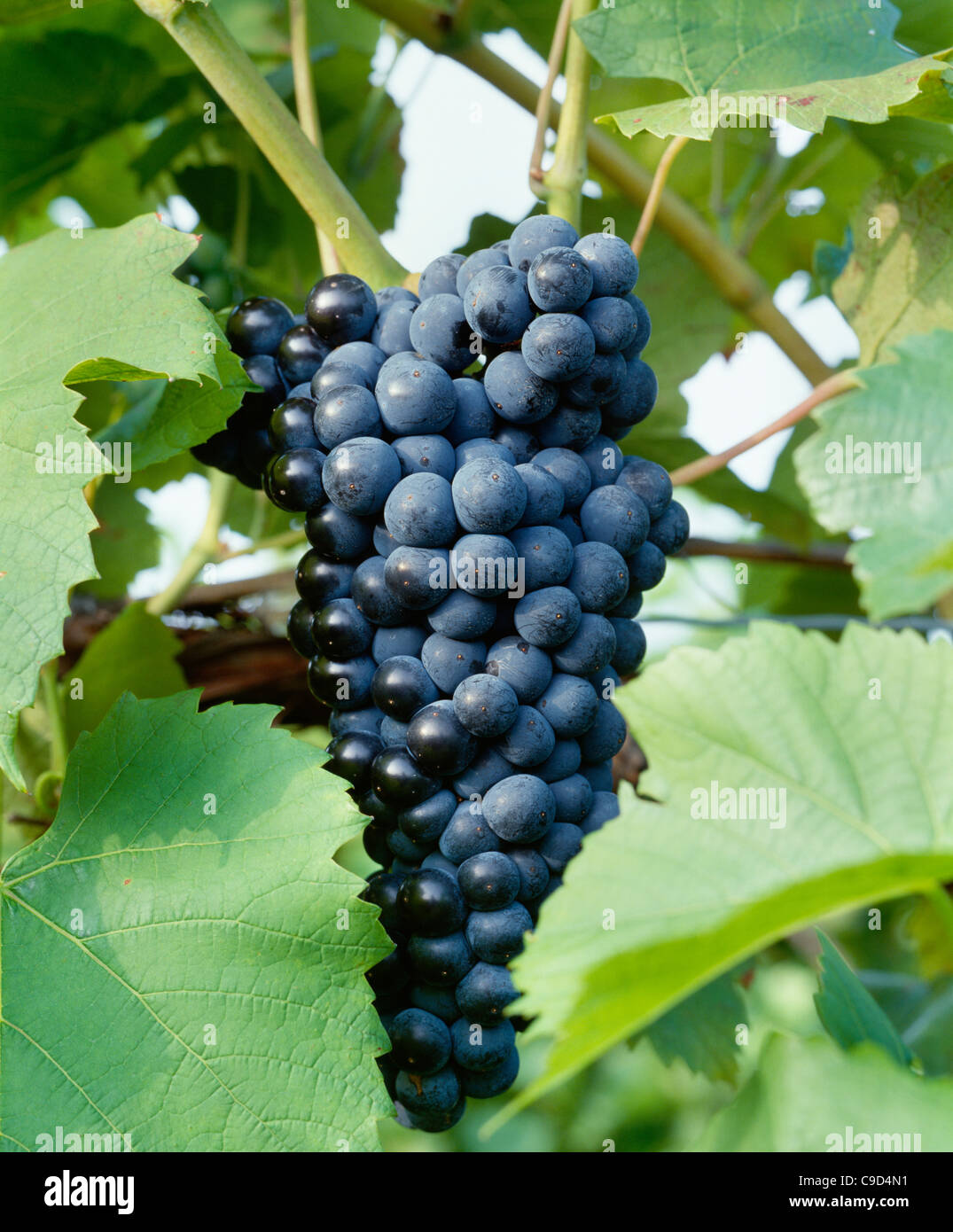 Ellipsoid fruit hi-res stock photography and images - Alamy