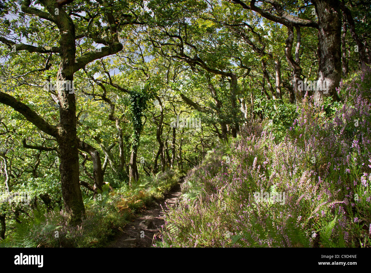 Horner wood hi-res stock photography and images - Alamy