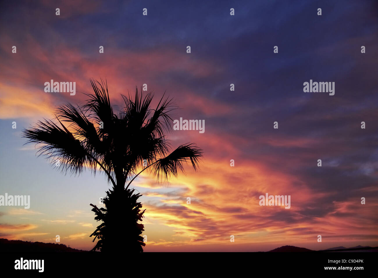 Silhouette of a palm tree during sunset Stock Photo - Alamy