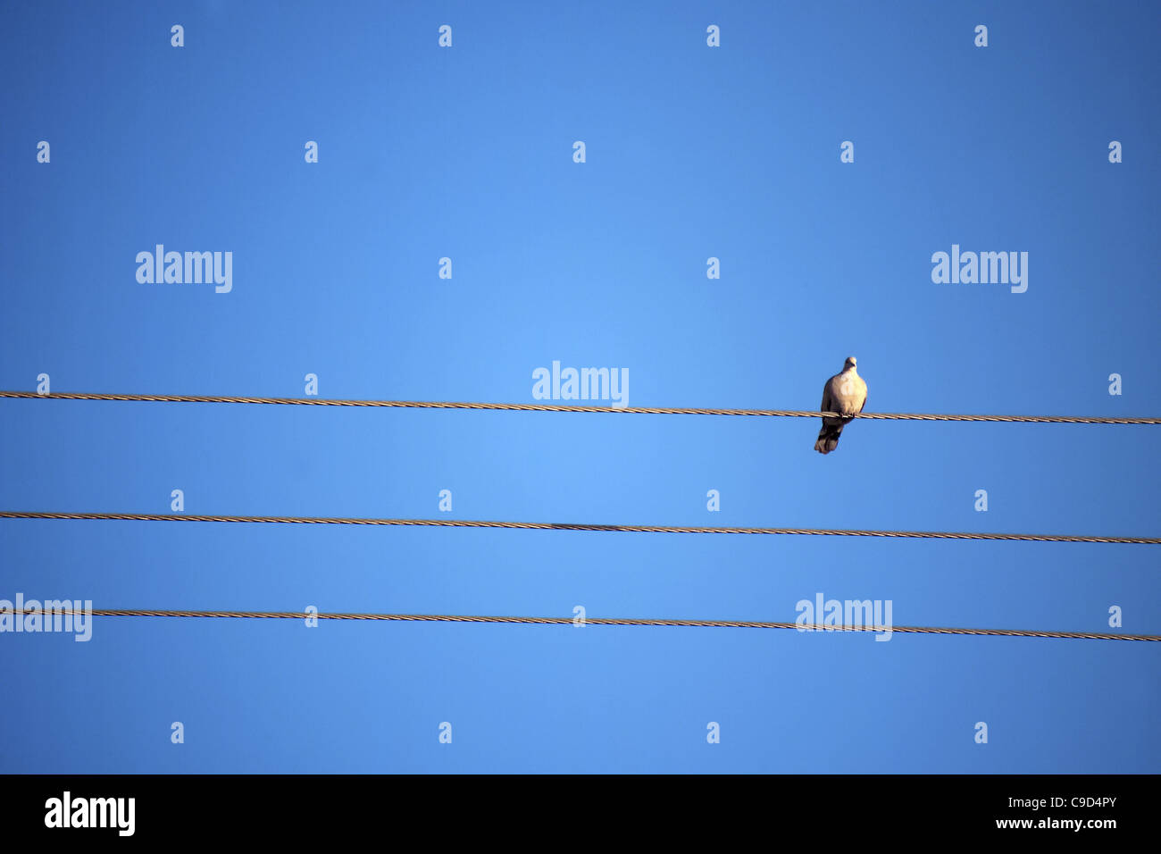 Bird sitting on a wire Stock Photo - Alamy