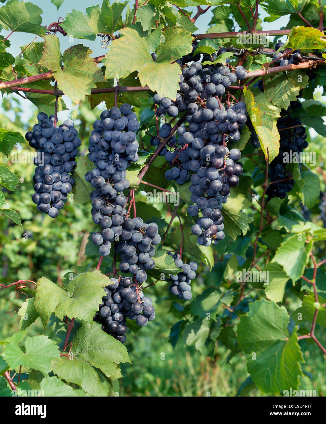 Colonel grapes hi-res stock photography and images - Alamy