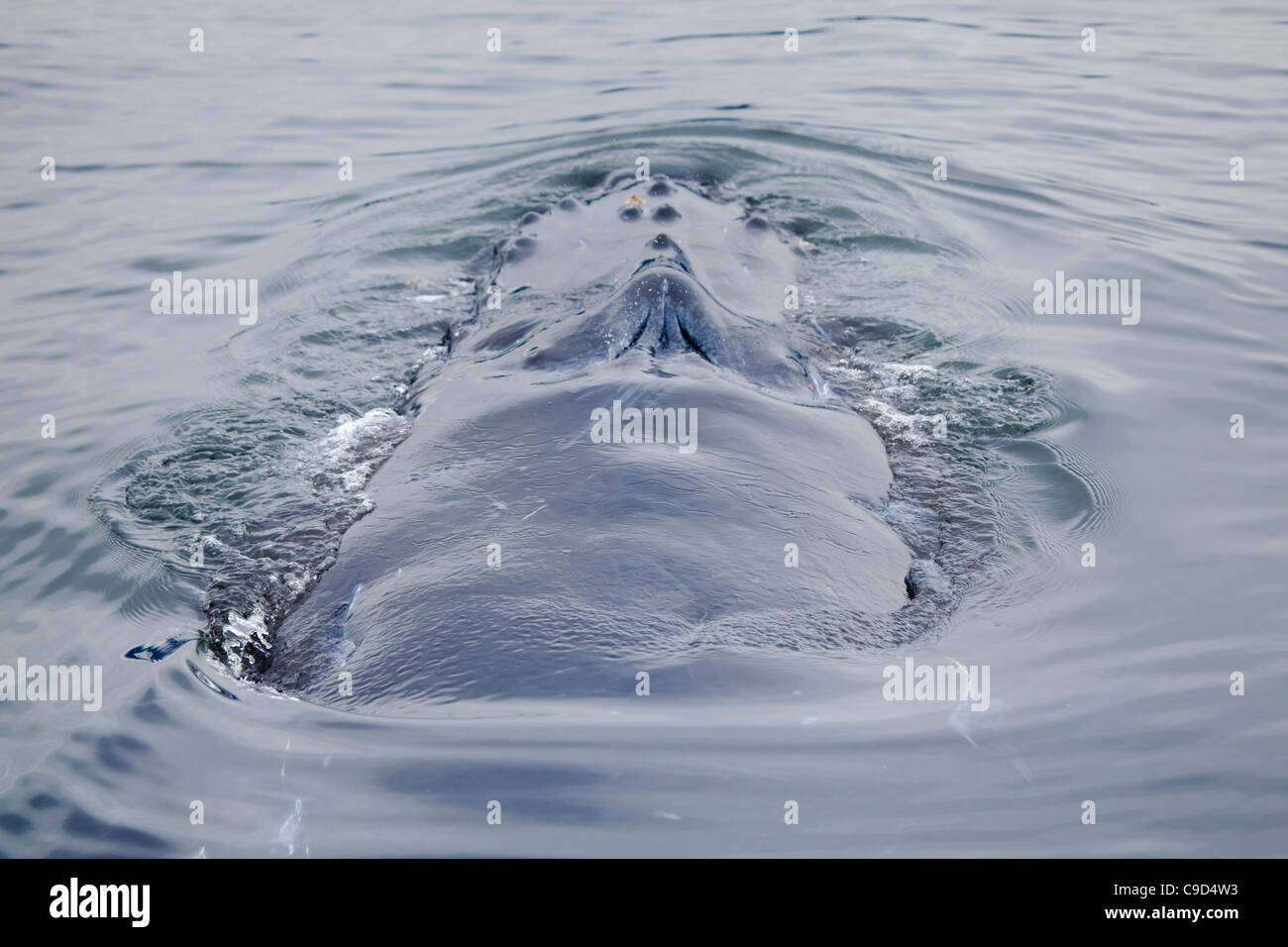 Humpback whale (Megaptera novaeangliae) surfacing in the ocean, British ...