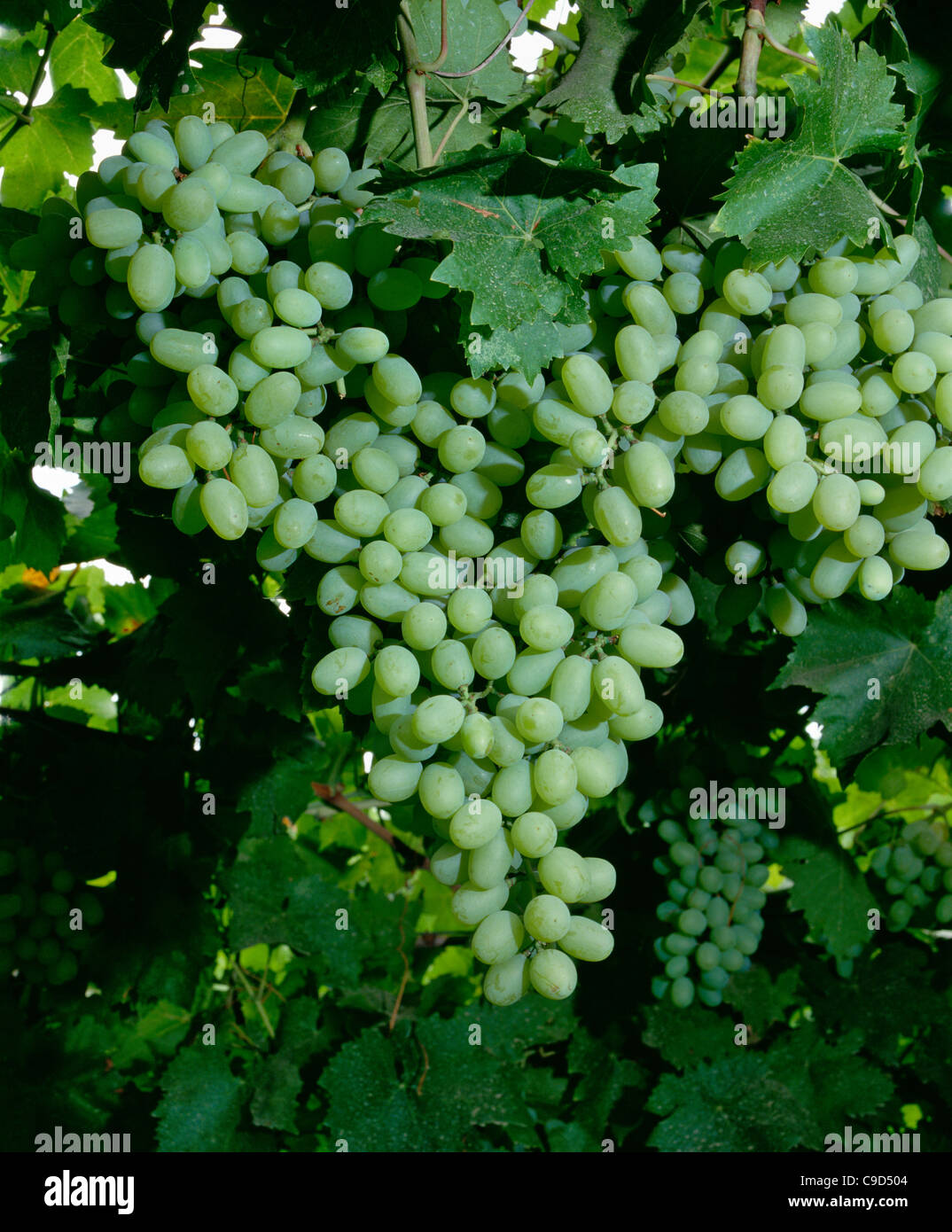 Thompson seedless table grapes Stock Photo - Alamy Thompson seedless table grapes Stock Photo - Alamy