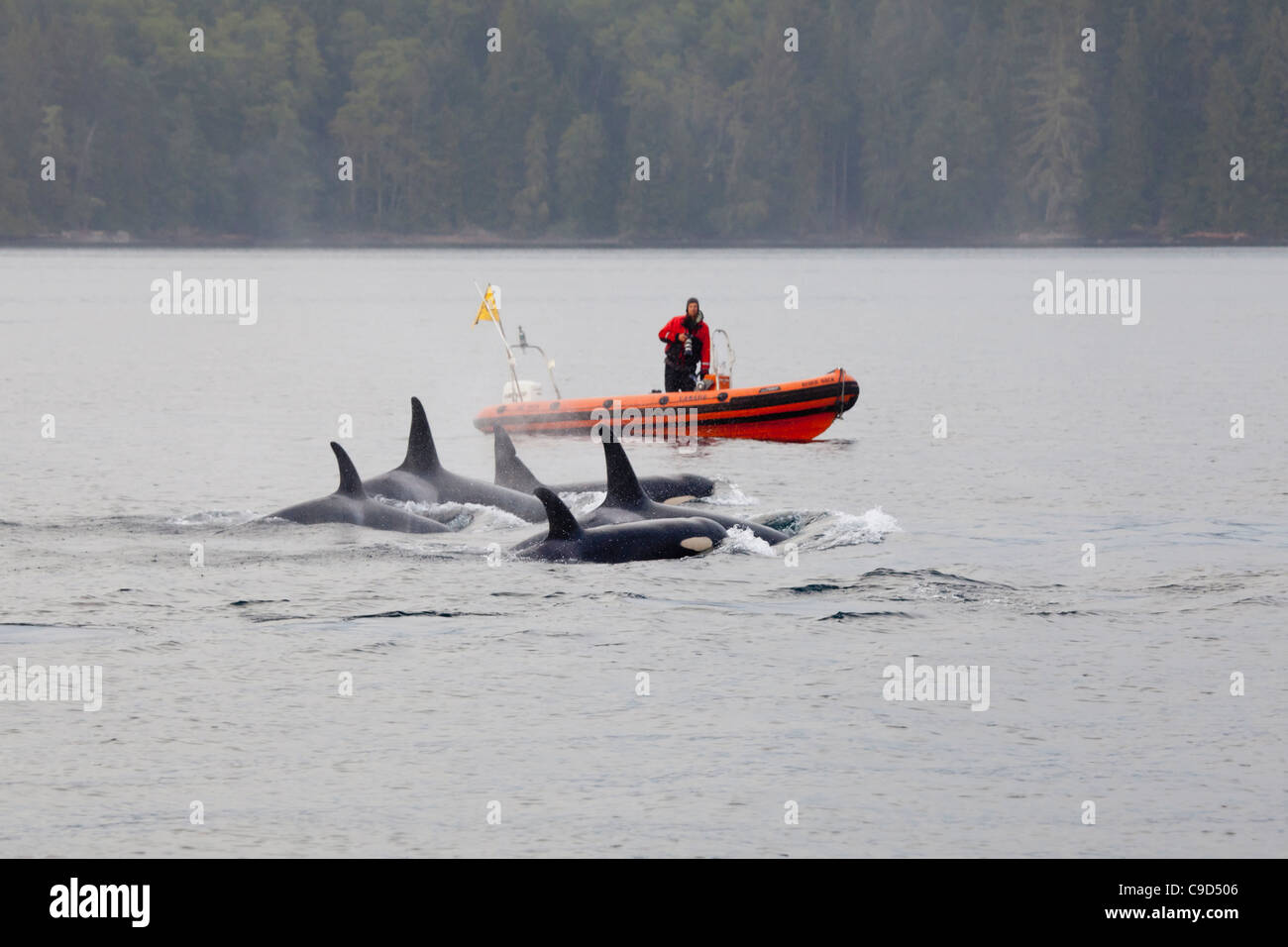 Researchers following Killer whales (Orcinus orca), Blackfish Sound ...