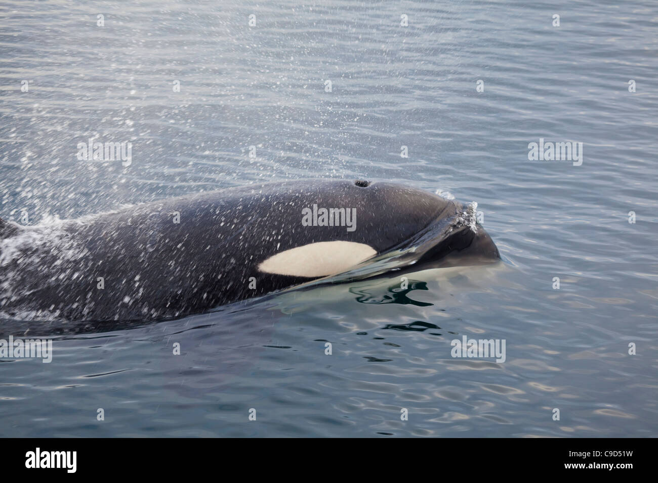 Killer whale (Orcinus orca) spraying water, Blackfish Sound, Vancouver ...