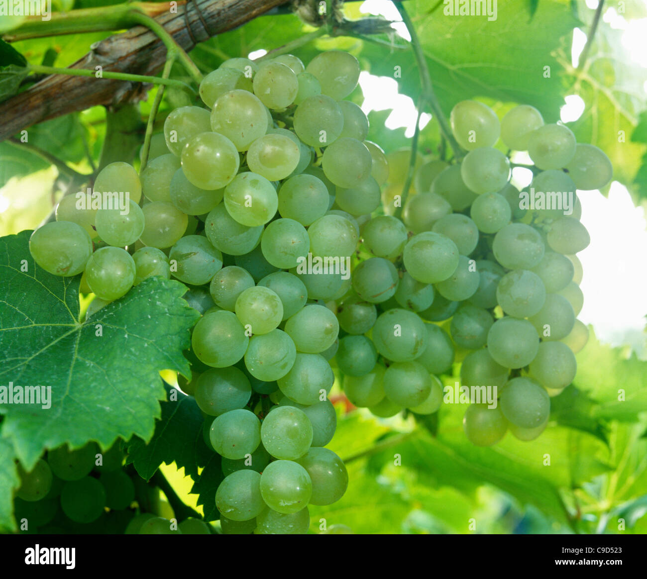Vidal grapes hi-res stock photography and images - Alamy