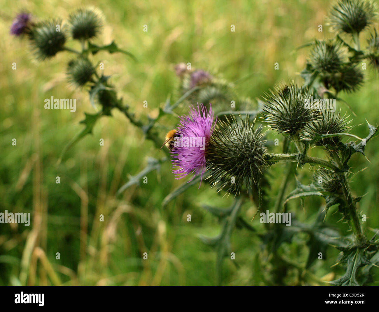 Bee feeding on thistle hi-res stock photography and images - Alamy