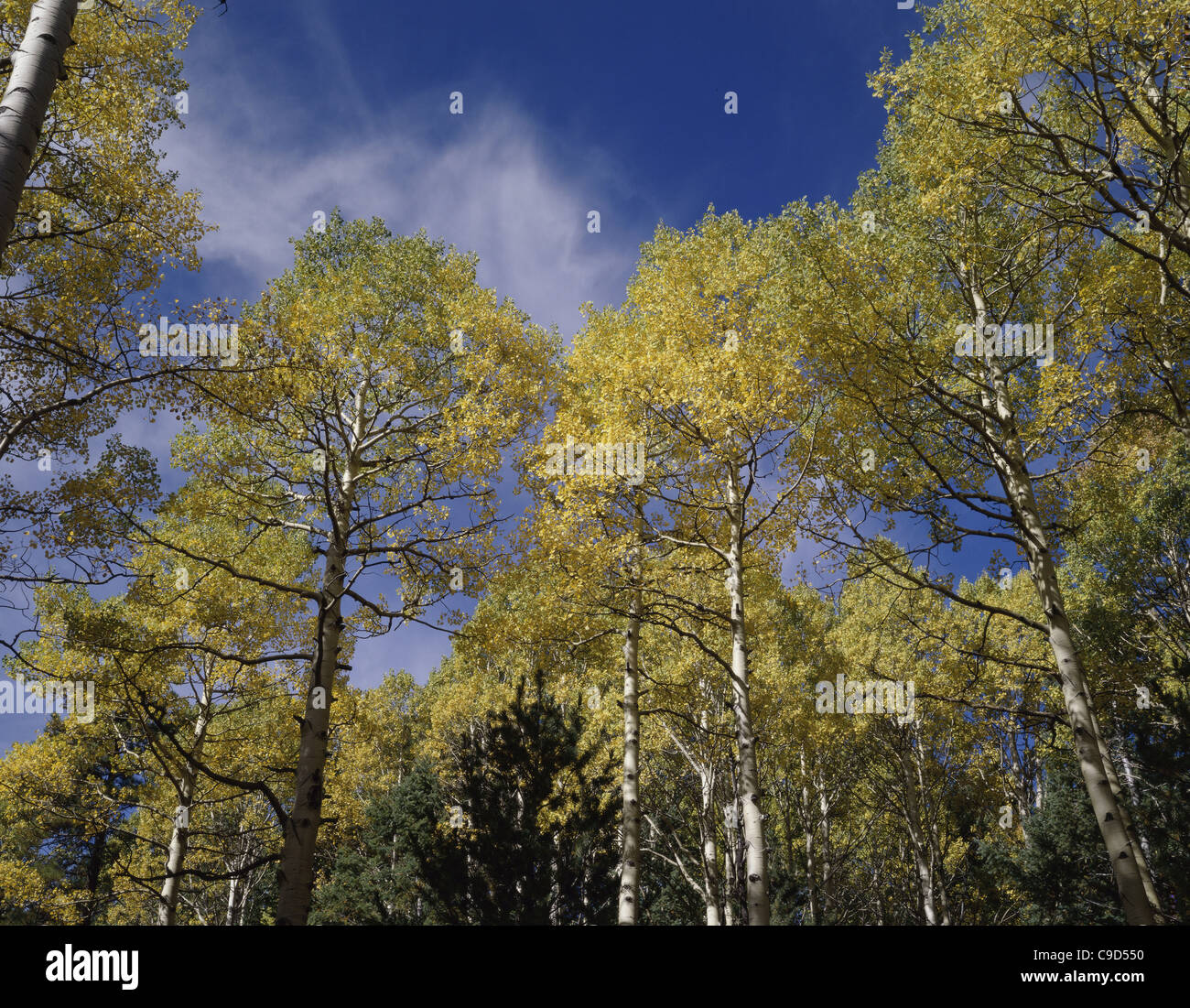 Low angle view of Aspen trees, Coconino National Forest, Arizona, USA ...