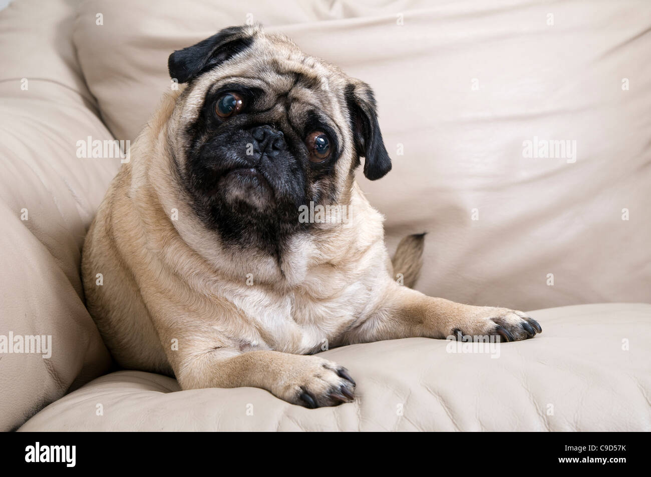 Pug on Couch Stock Photo - Alamy