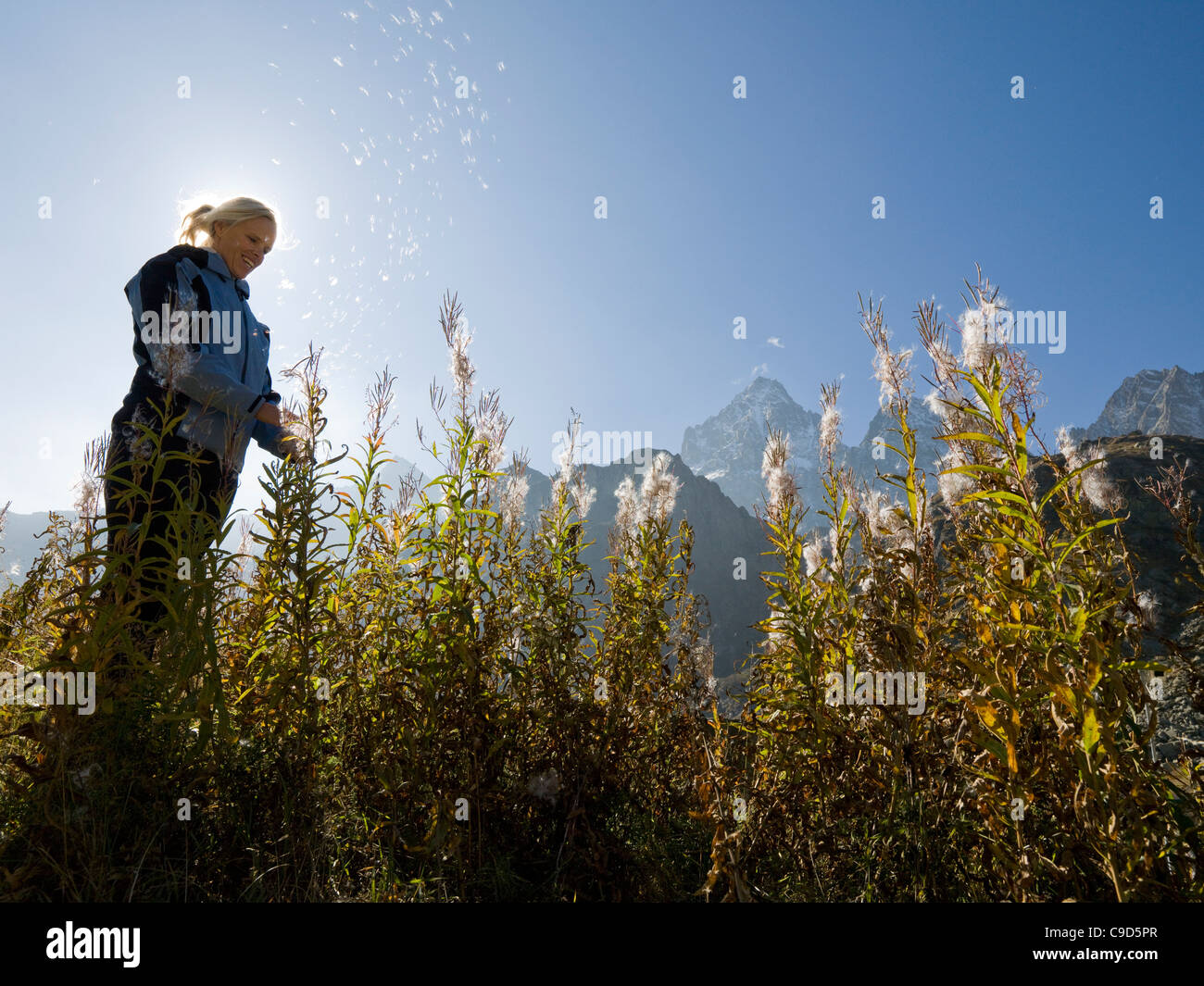 Italy, Piedmont, Woman shaking cotton fluff from fireweed plants in ...