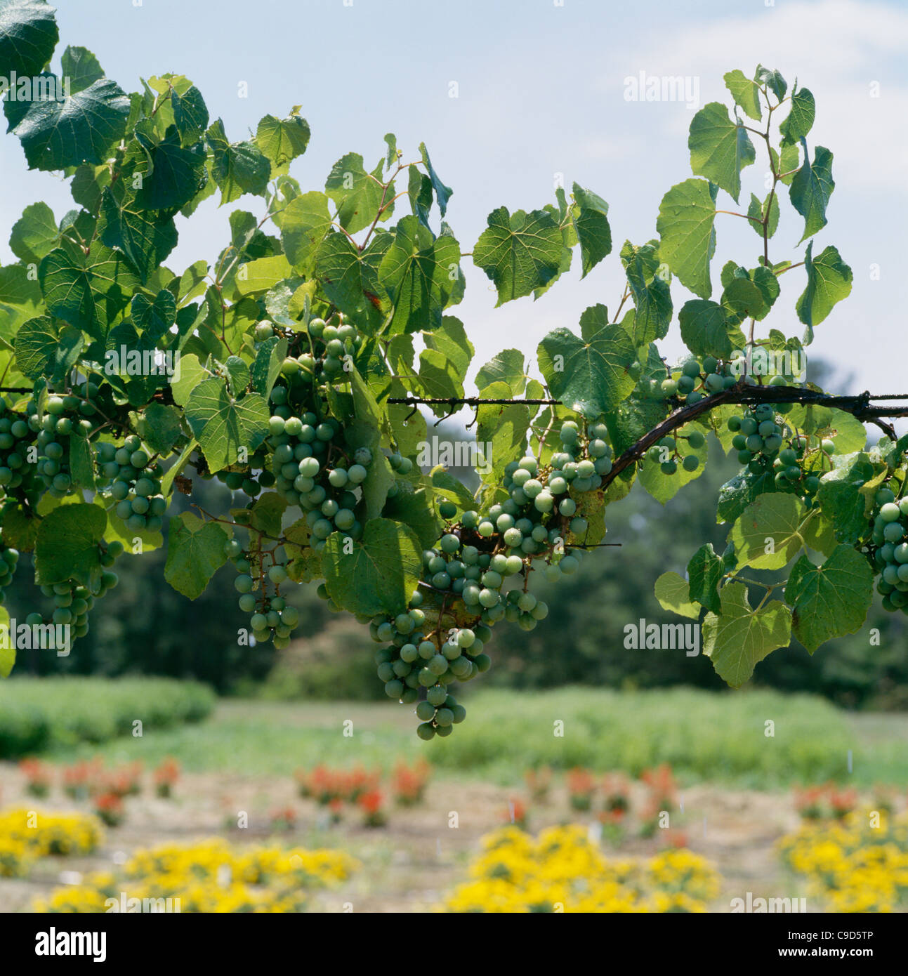 Muscadine leaf hi-res stock photography and images - Alamy