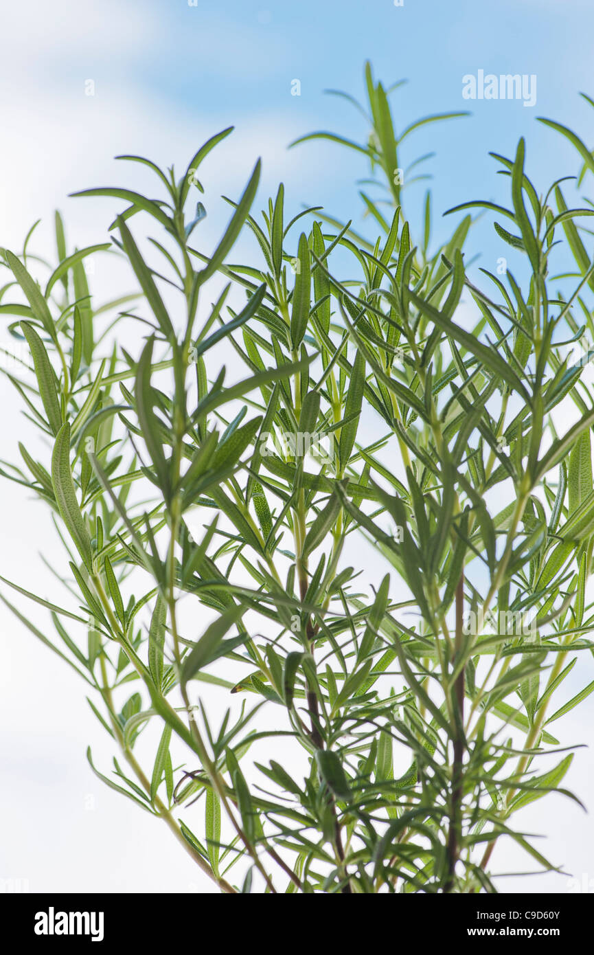 Close up of a rosemary plant Stock Photo - Alamy