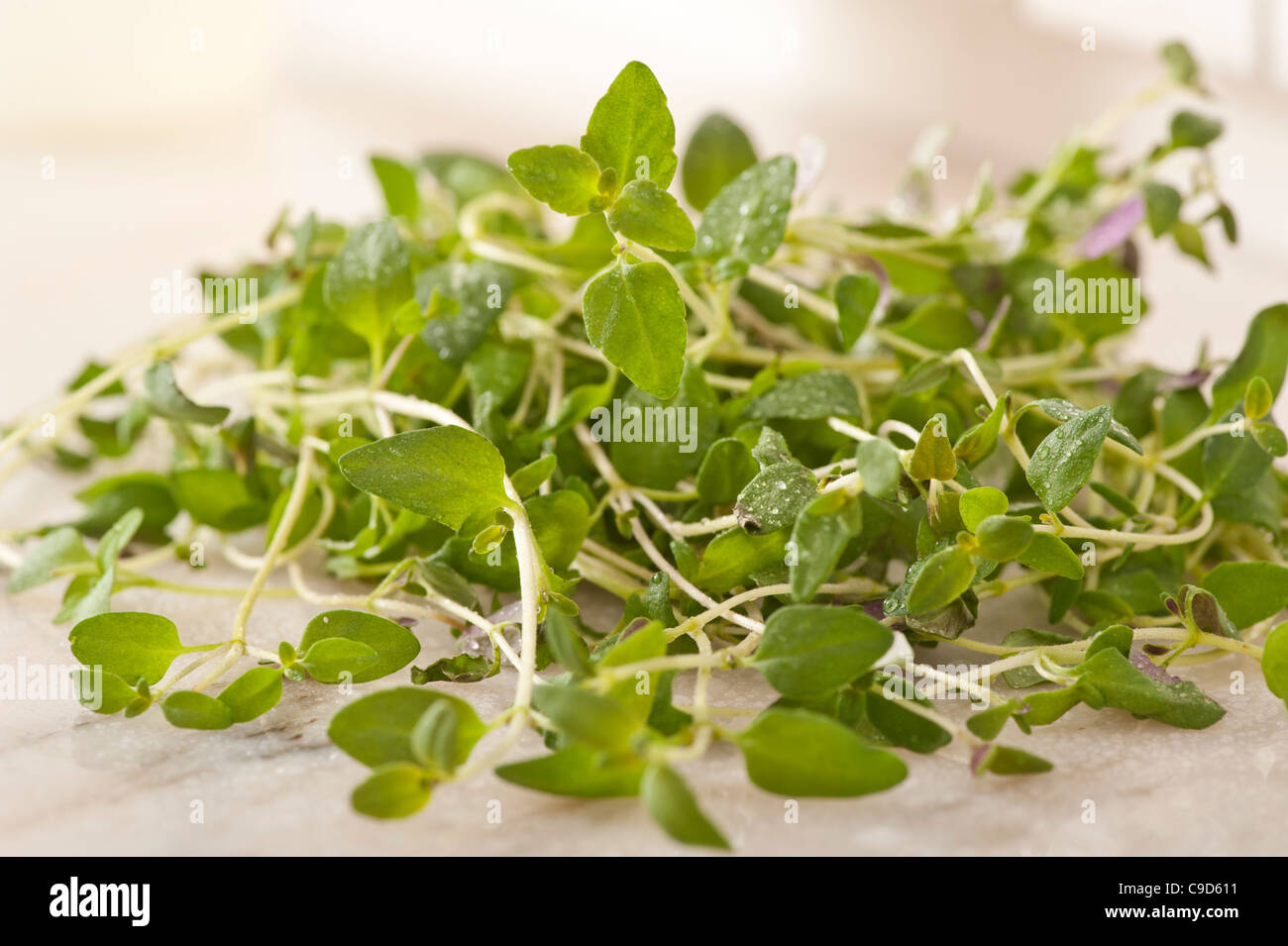 Close up of fresh oregano Stock Photo - Alamy