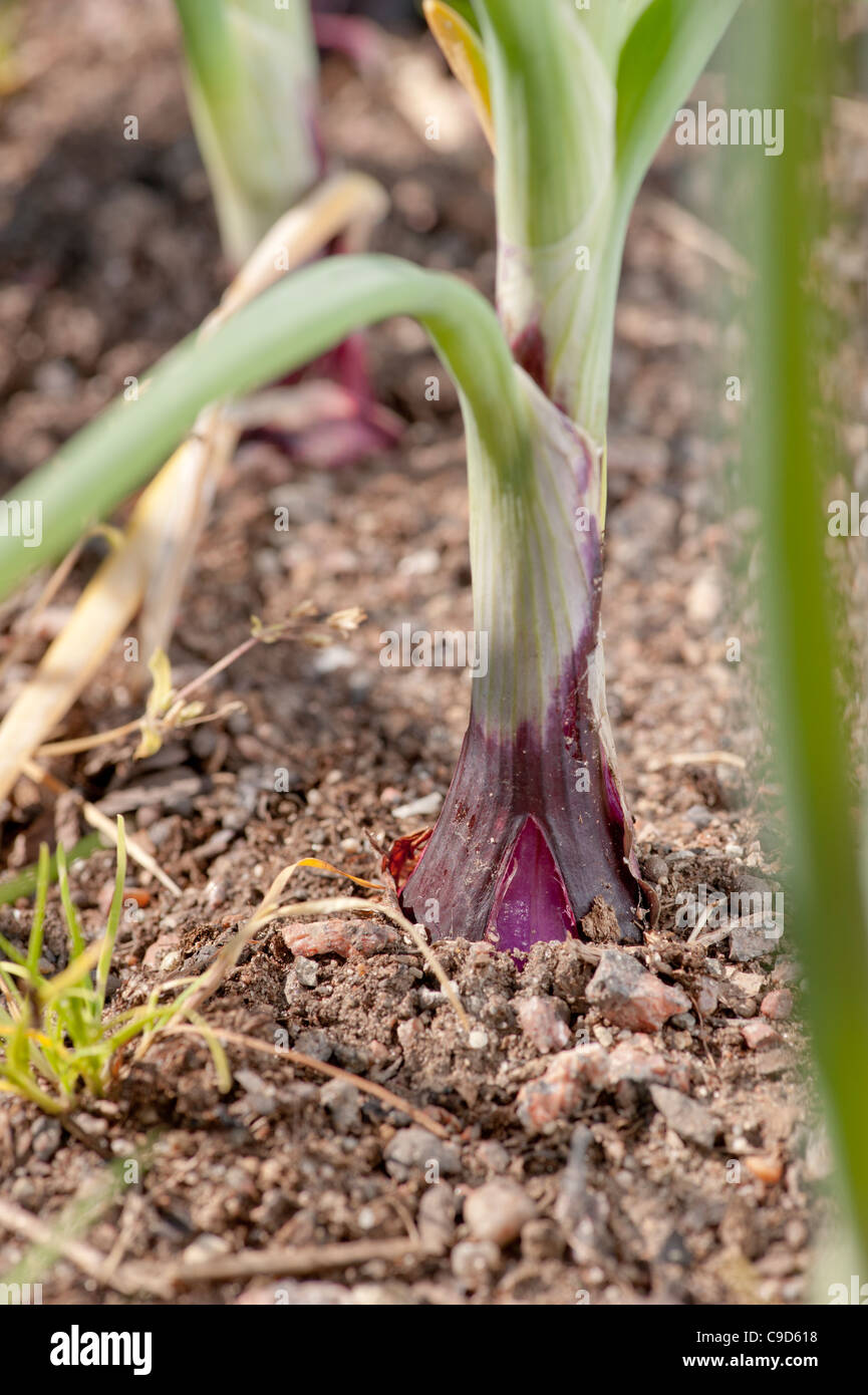 Organic Red Spring Onions Stock Photo - Alamy