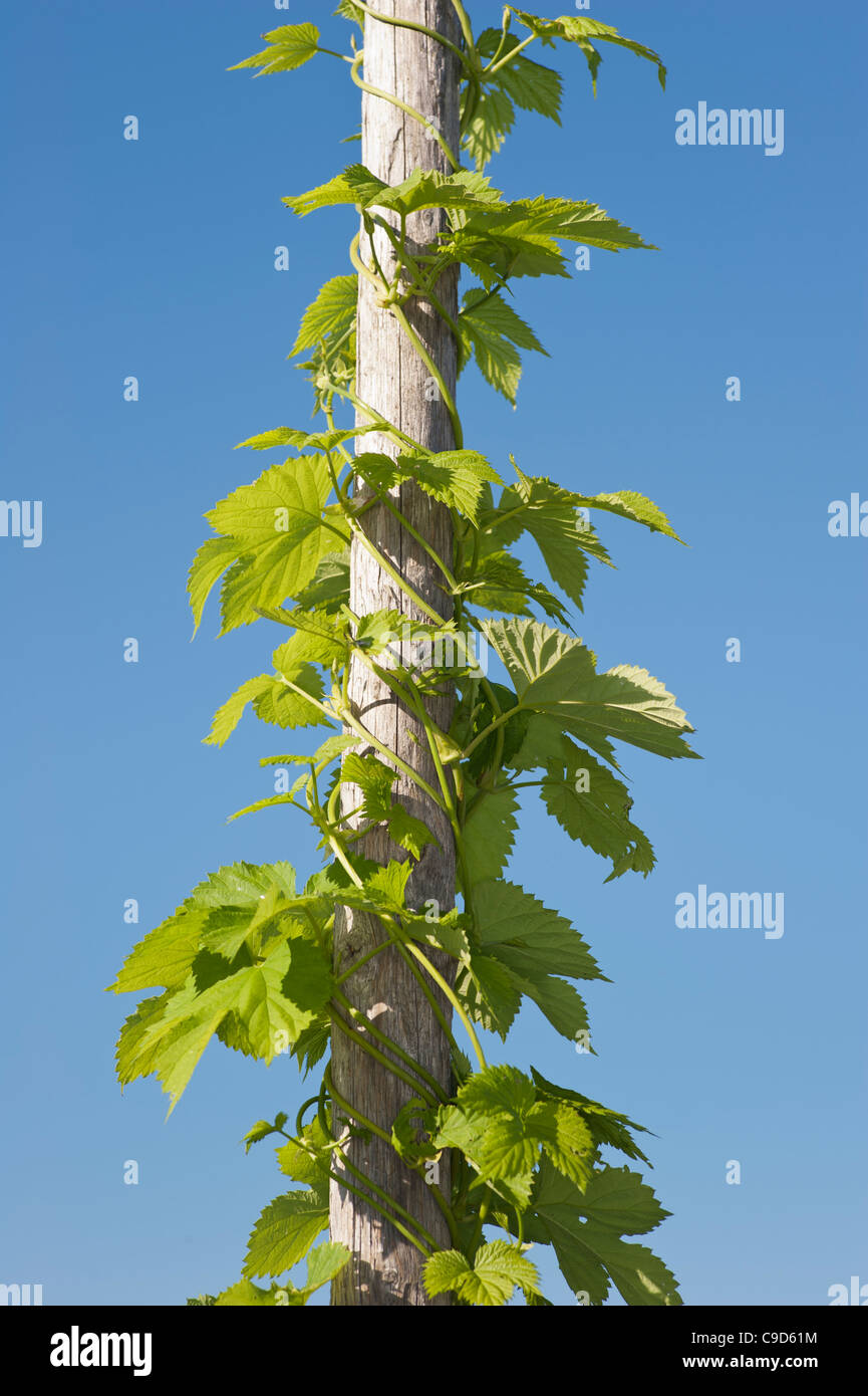 Hop stick hi-res stock photography and images - Alamy