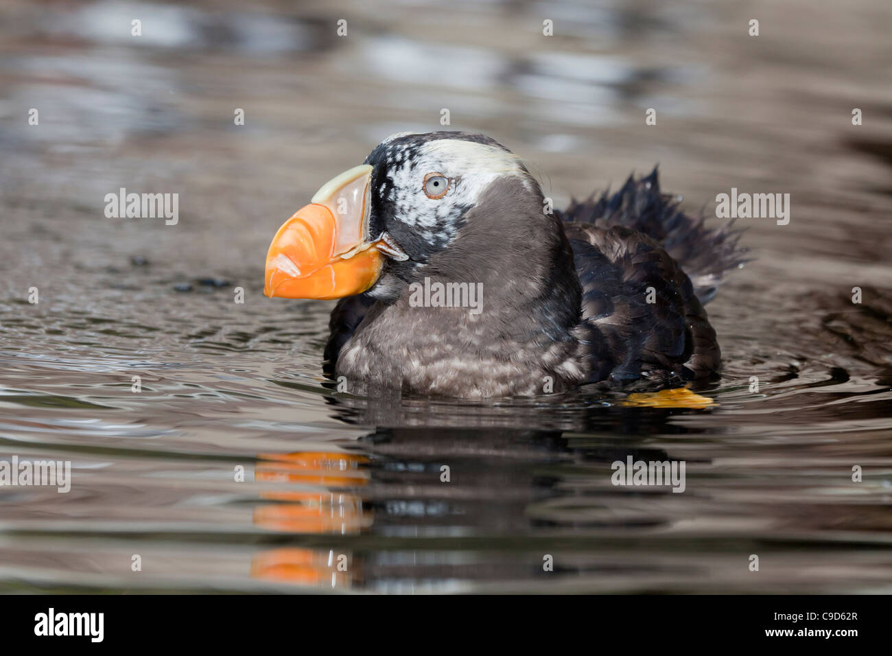 USA, Oregon, Newport, Tufted Puffin (Fratercula cirrhata Stock Photo ...