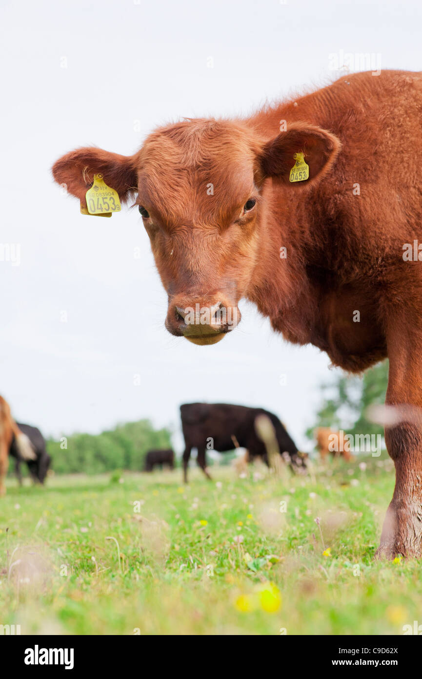 Cows in a field Stock Photo - Alamy