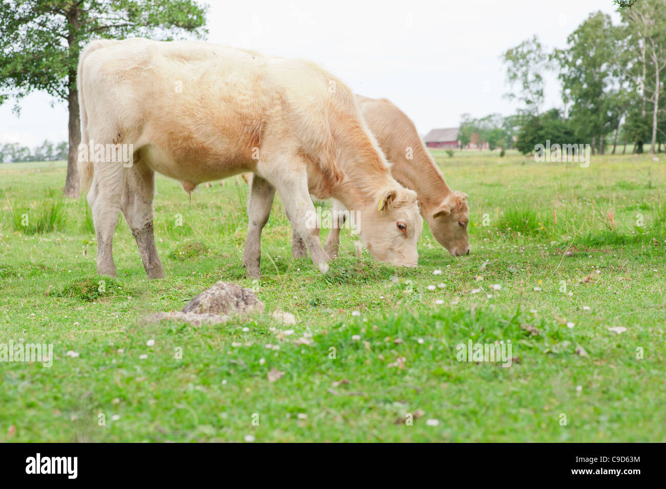 Cows in a field Stock Photo - Alamy