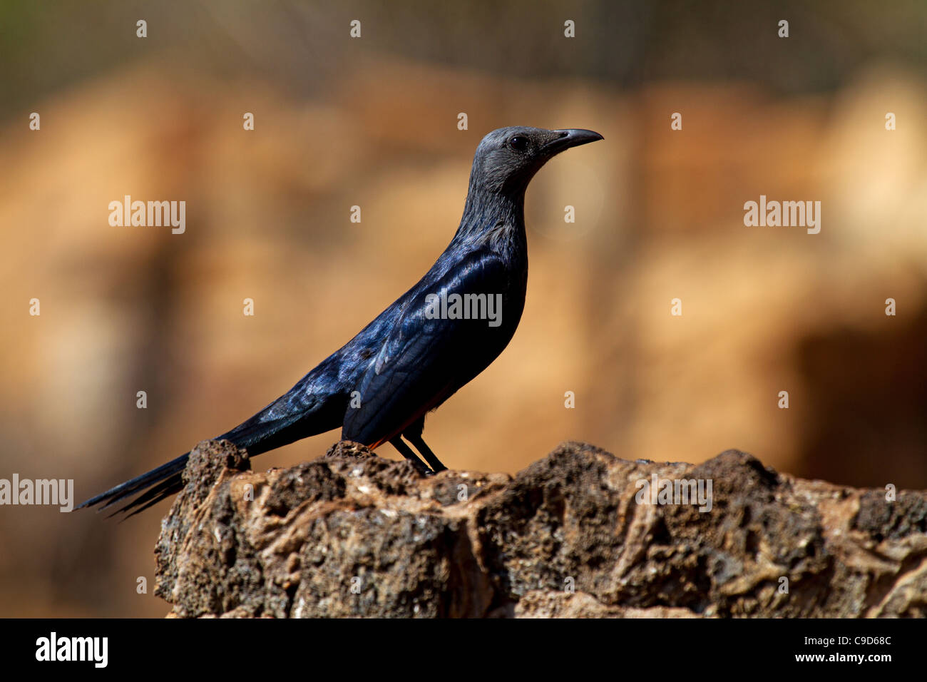Red-winged Starling Onychognathus morio bird op rock Stock Photo - Alamy
