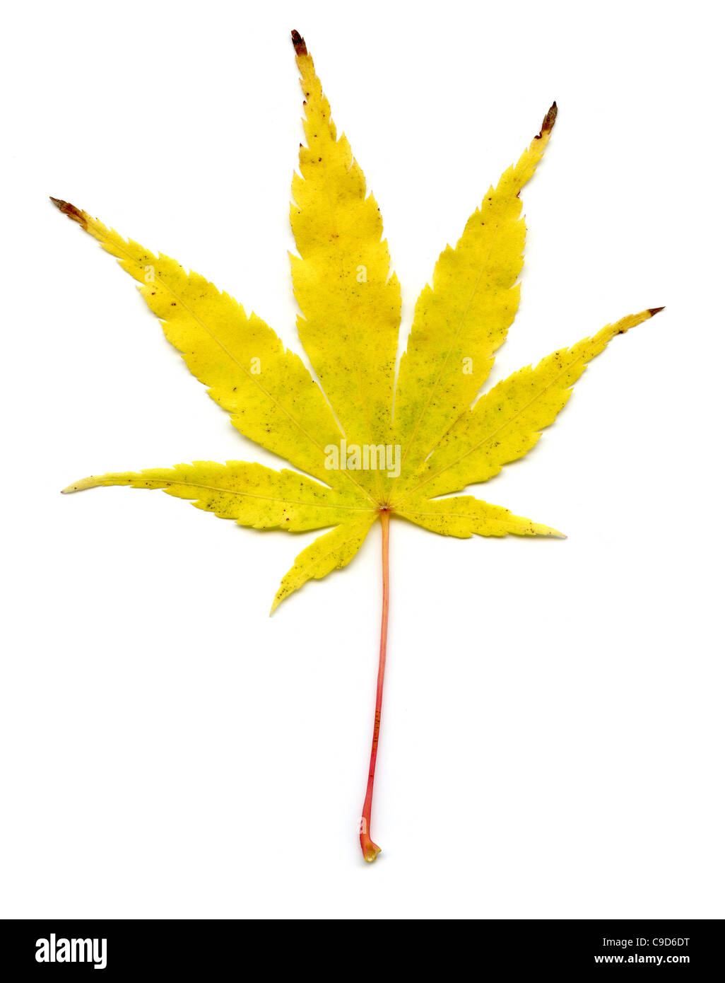 Japanese Maple (Acer palmatum) leaf Stock Photo - Alamy