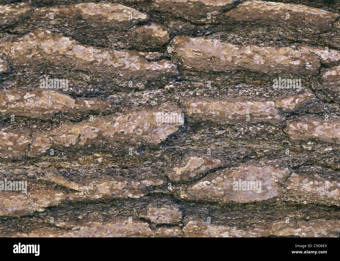 Close-up of pine bark Stock Photo - Alamy