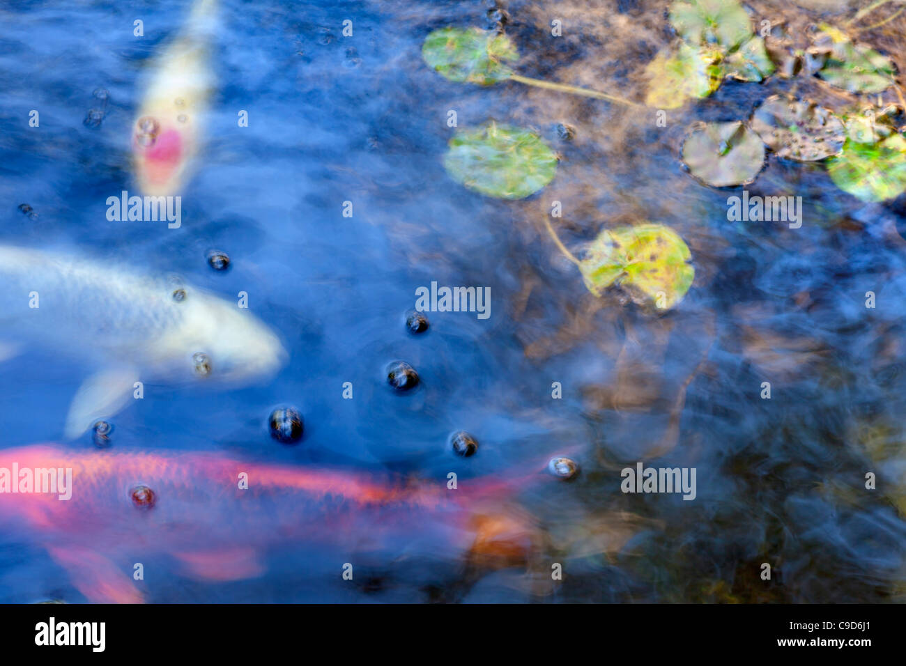 Close-up of fish in the pond, Self Realization Fellowship Meditation ...