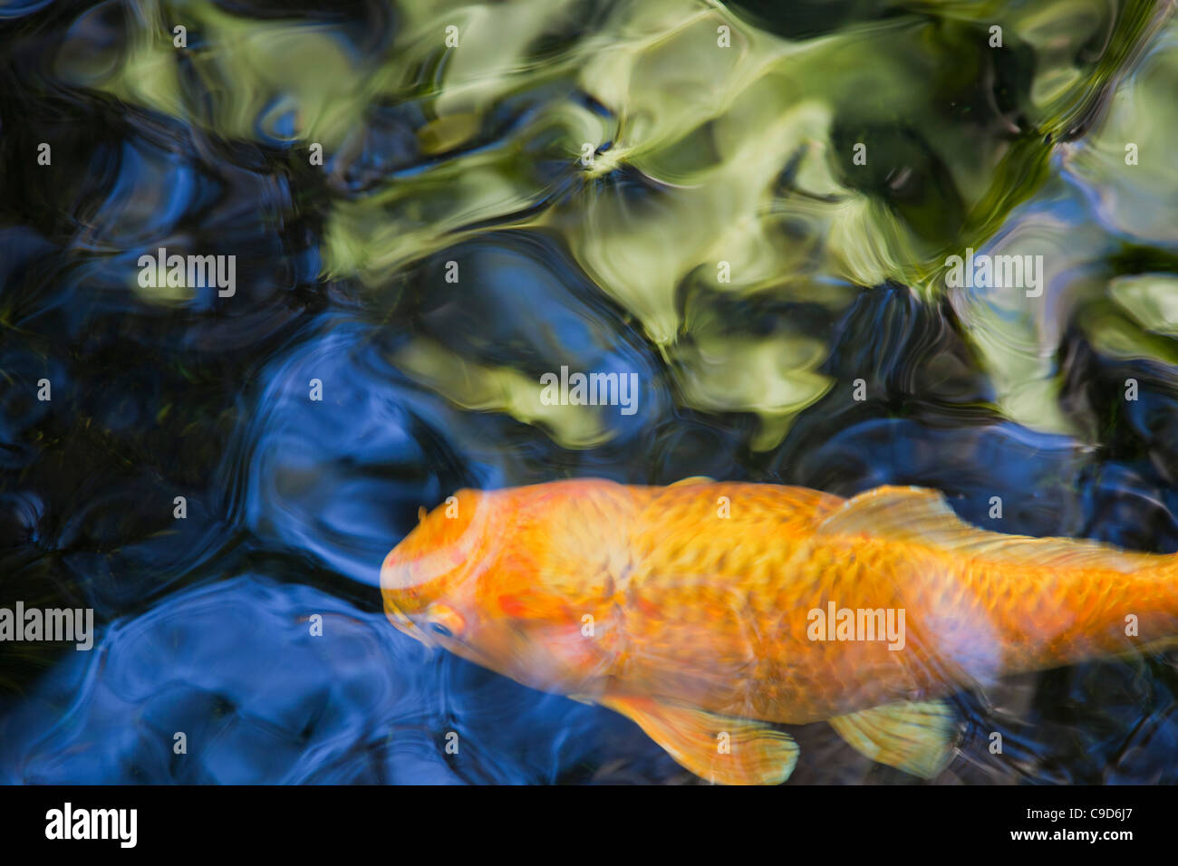 Close-up of a fish in the pond, Self Realization Fellowship Meditation ...