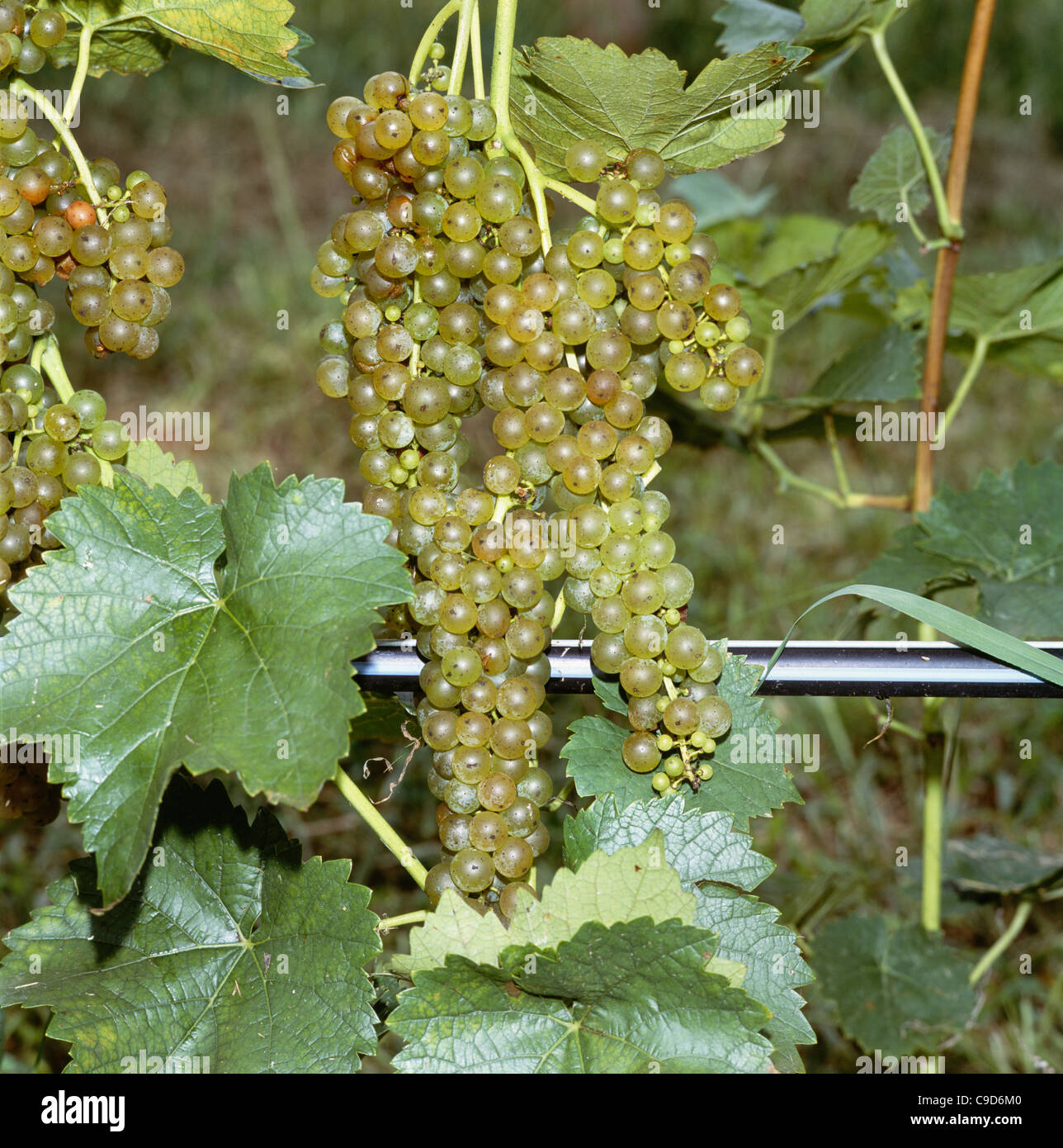Vidal Blanc grapes Stock Photo - Alamy