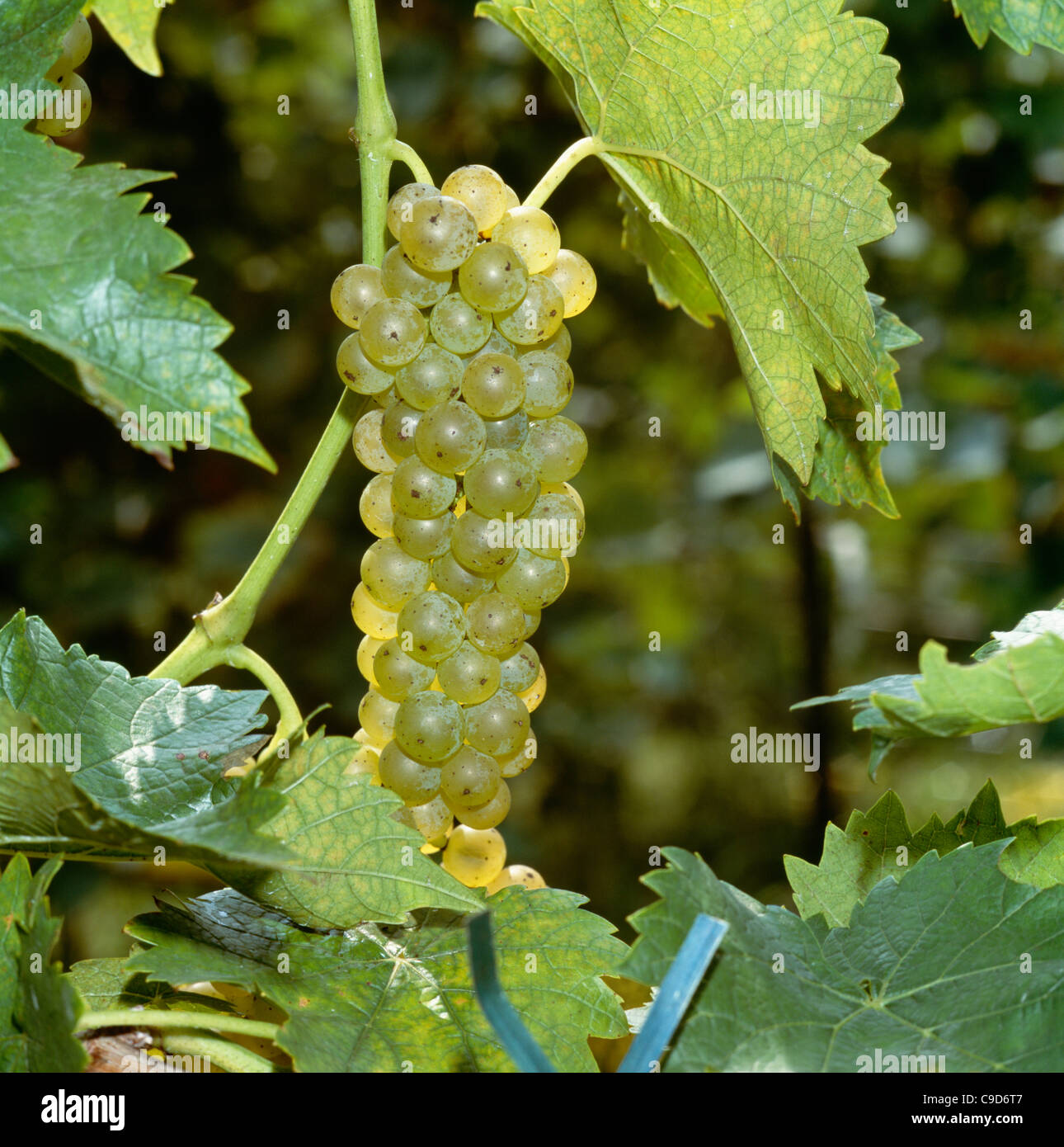 Vidal blanc hi-res stock photography and images - Alamy