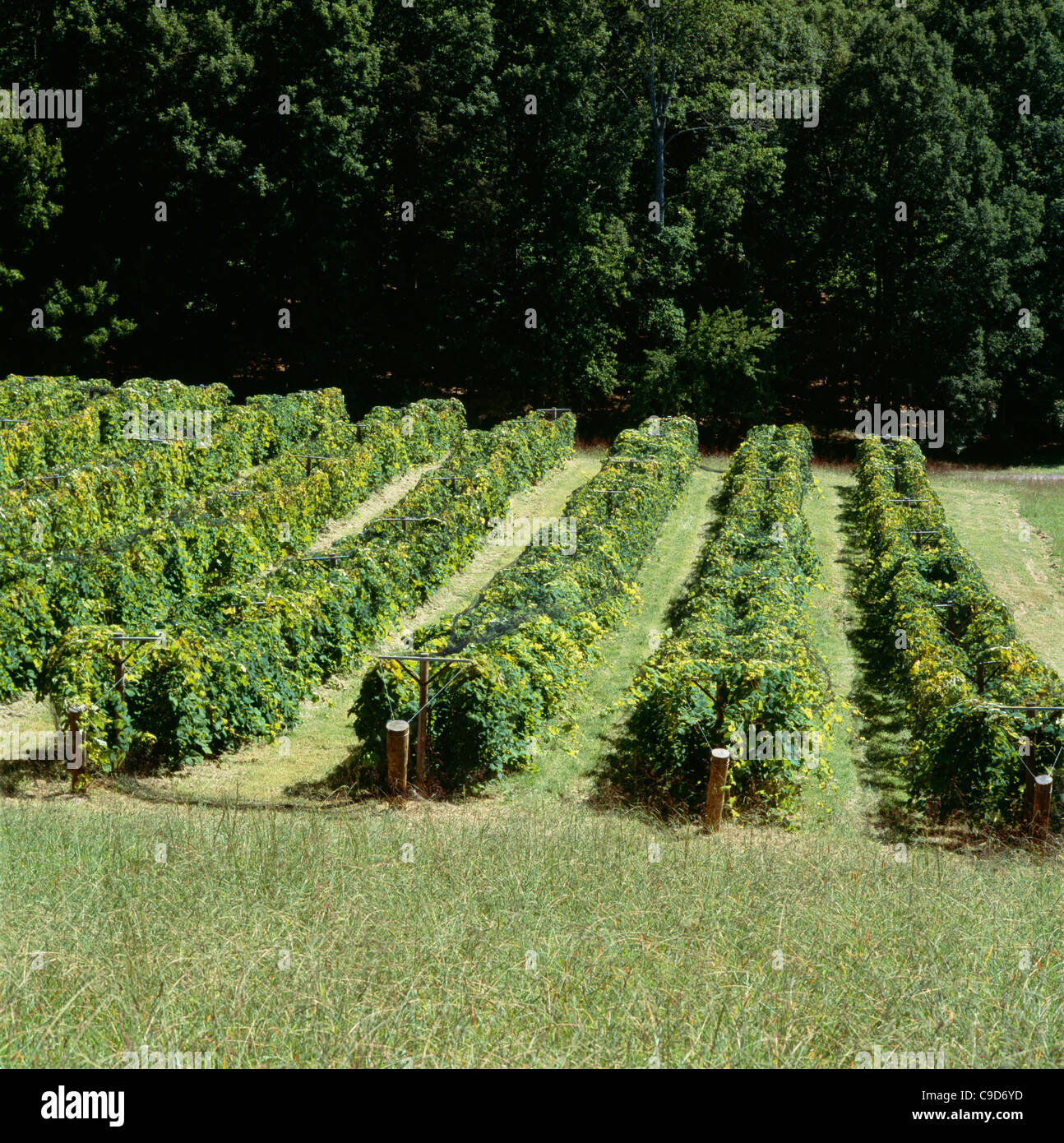 Vineyard of Cynthiana - Norton grapes on the vine Stock Photo - Alamy