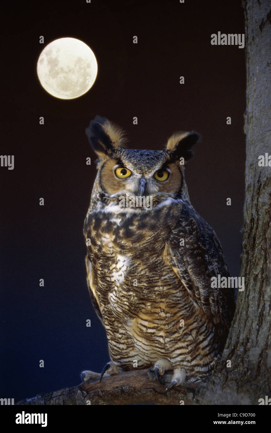 Close-up of a Great Horned Owl perched on a tree with the moon in the ...