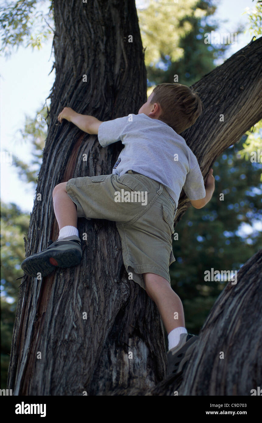 Low angle view of a boy climbing a tree Stock Photo - Alamy