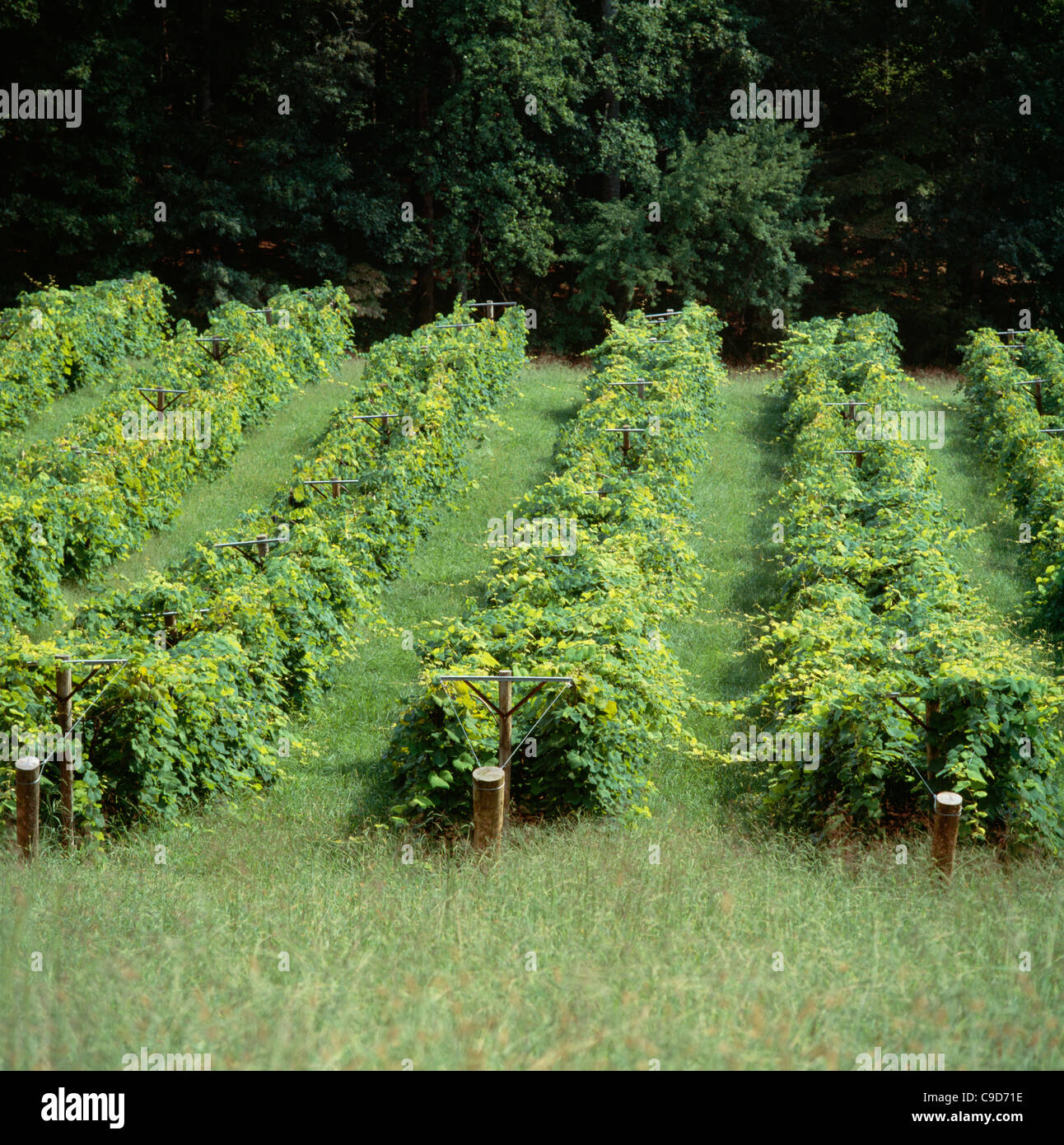 Vineyard of Cynthiana - Norton grapes on the vine Stock Photo - Alamy