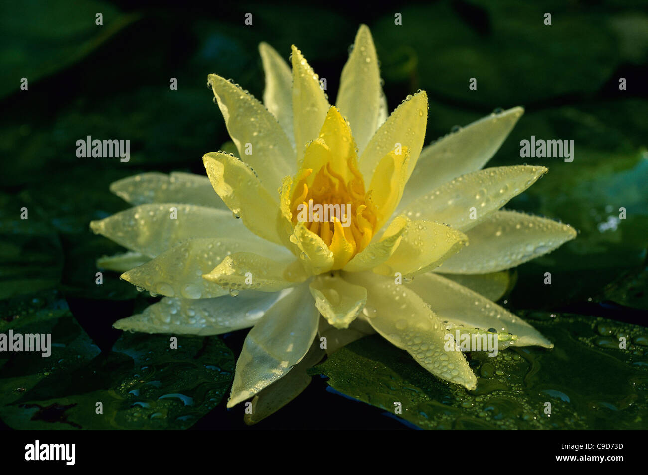 Close-up of a water lily Stock Photo - Alamy