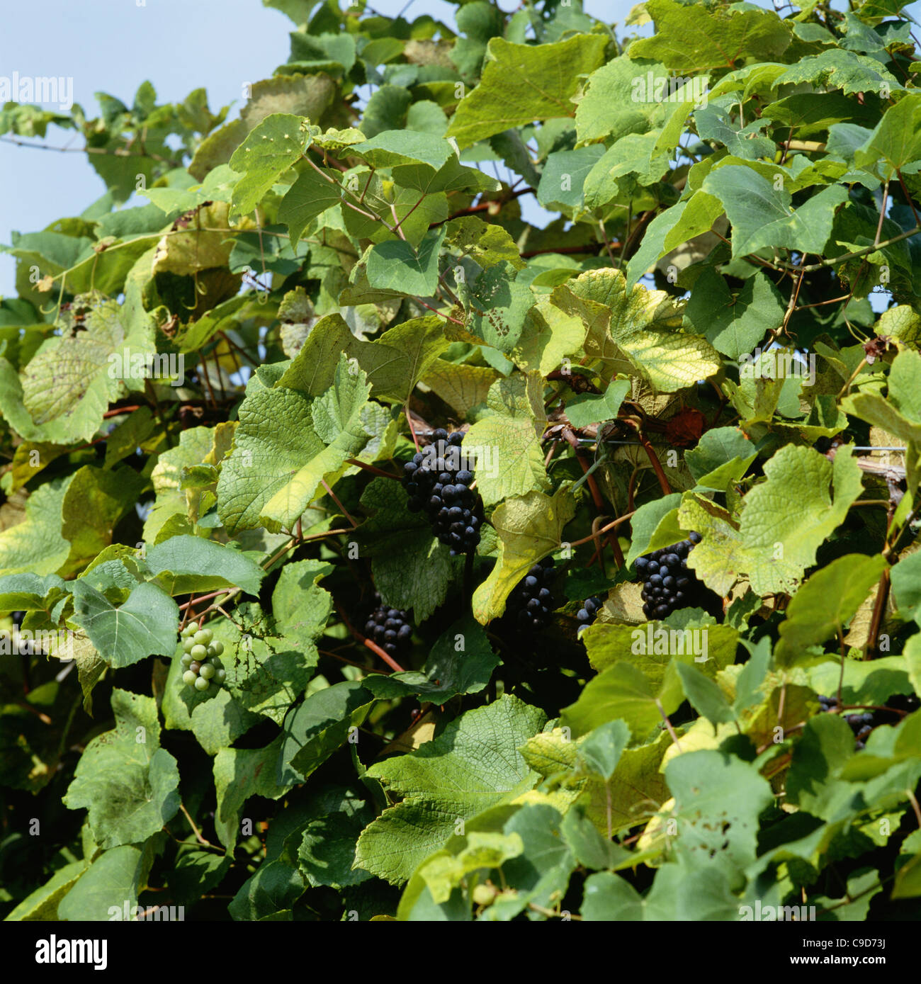 Cynthiana - Norton grapes on the vine Stock Photo - Alamy