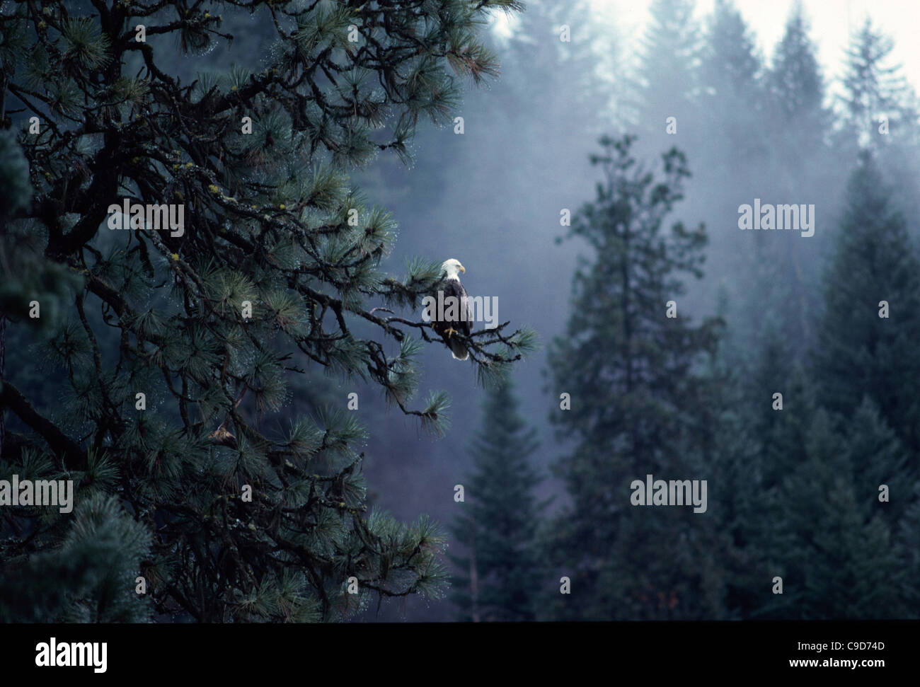 Bald Eagle perched on a tree, Coeur d'Alene Lake, Idaho, USA Stock ...
