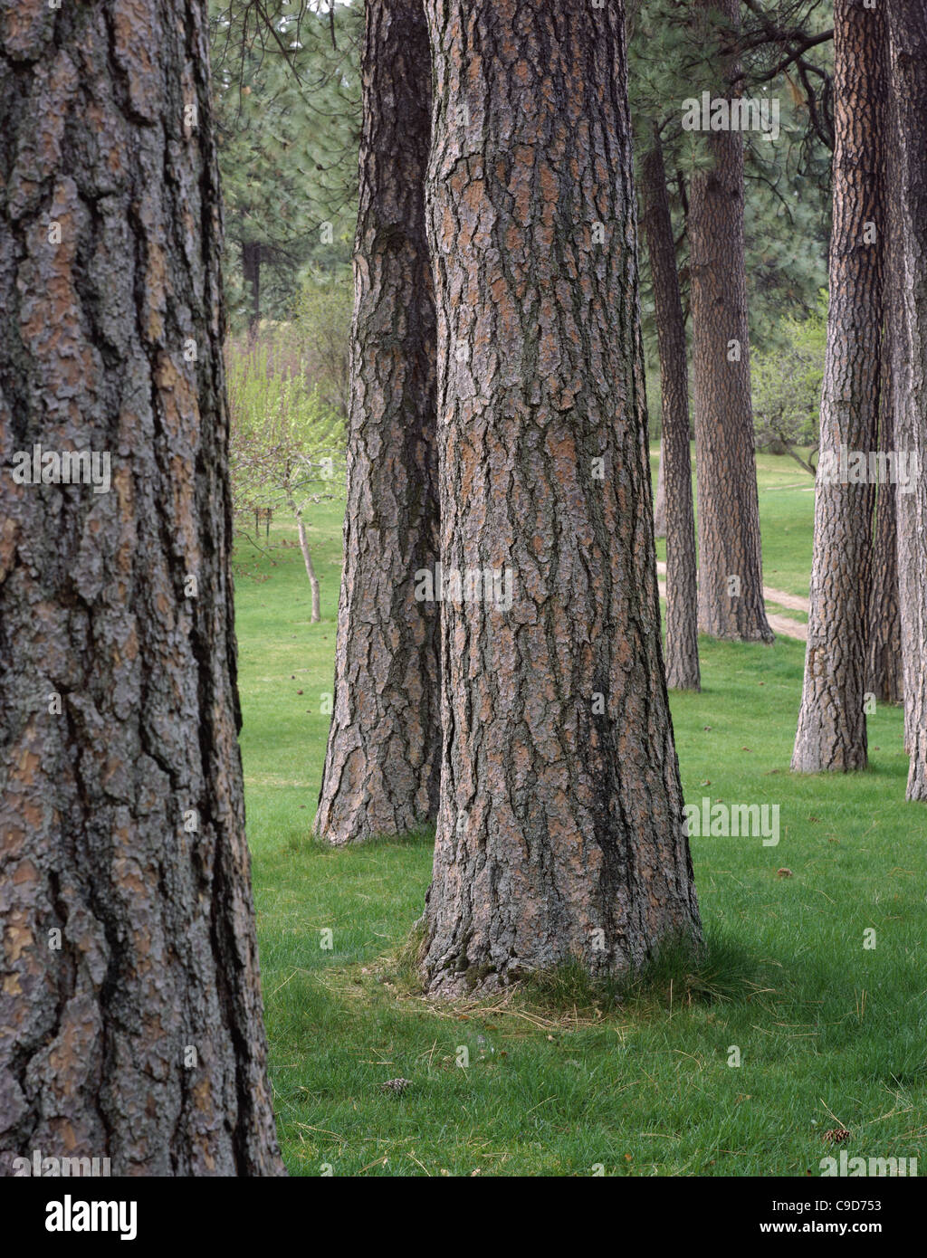 Trunks of pine trees Stock Photo - Alamy