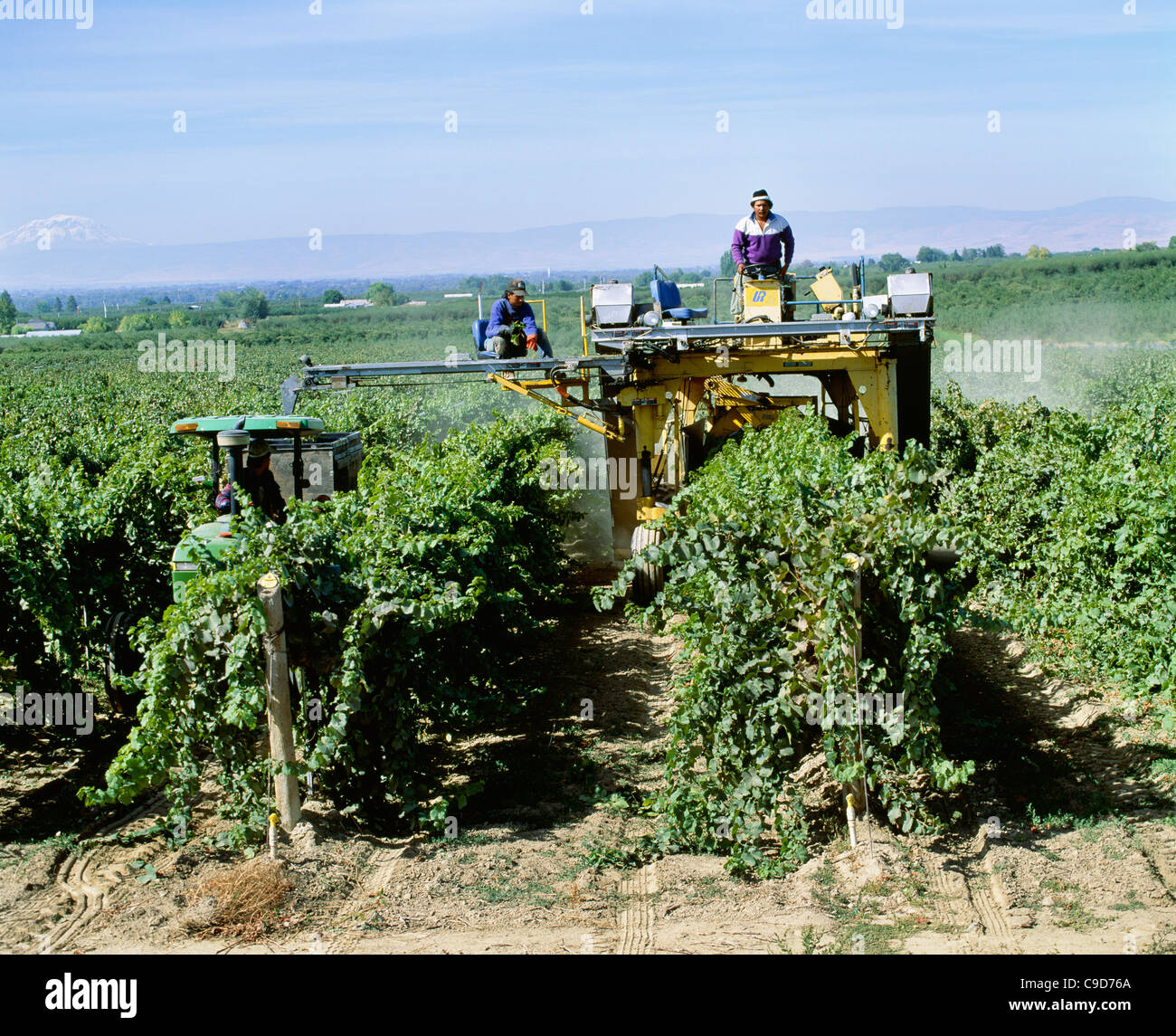 Harvesting Riesling grapes with mechanical harvester Stock Photo - Alamy