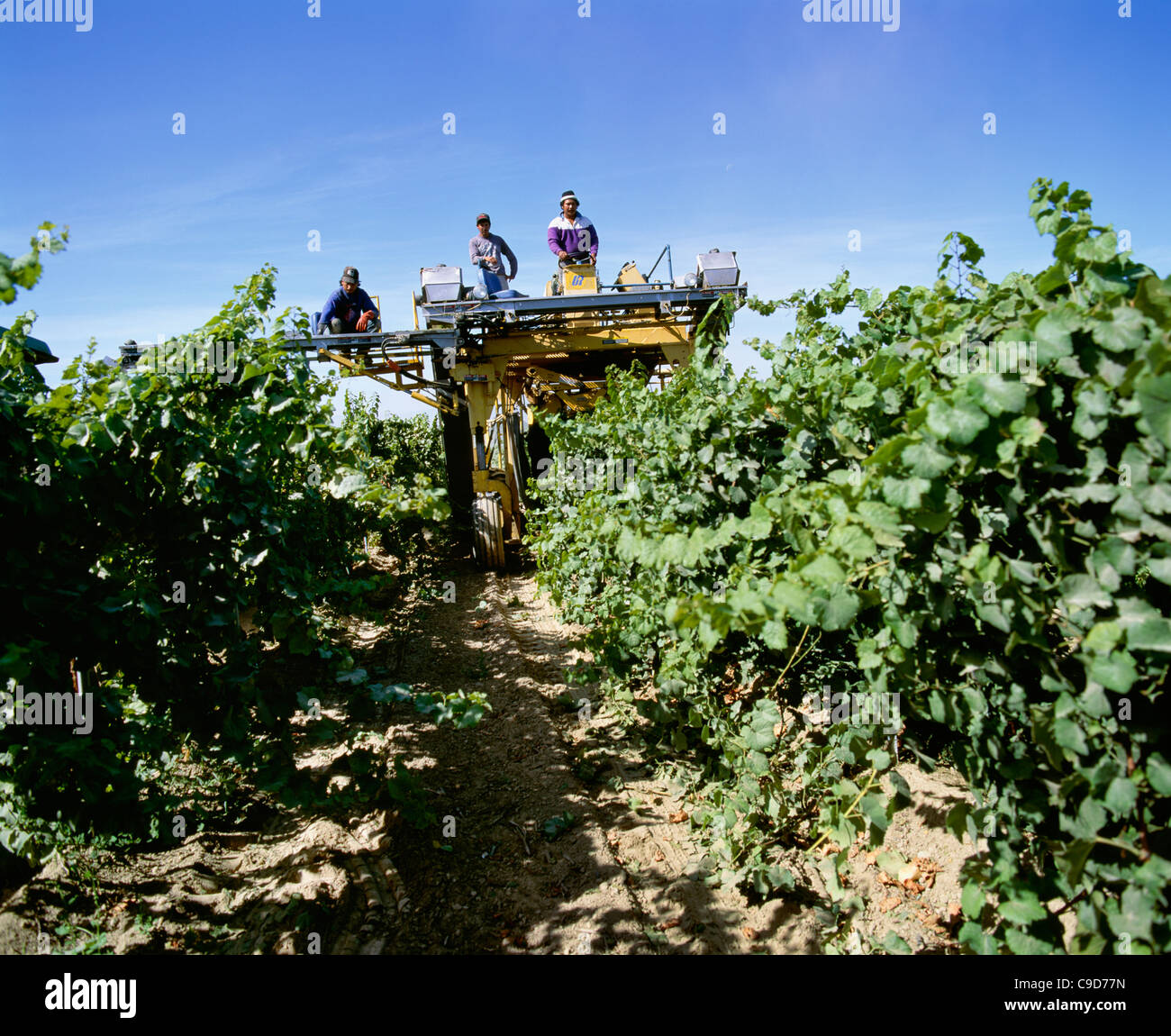 Mechanical grape harvester hi-res stock photography and images - Alamy