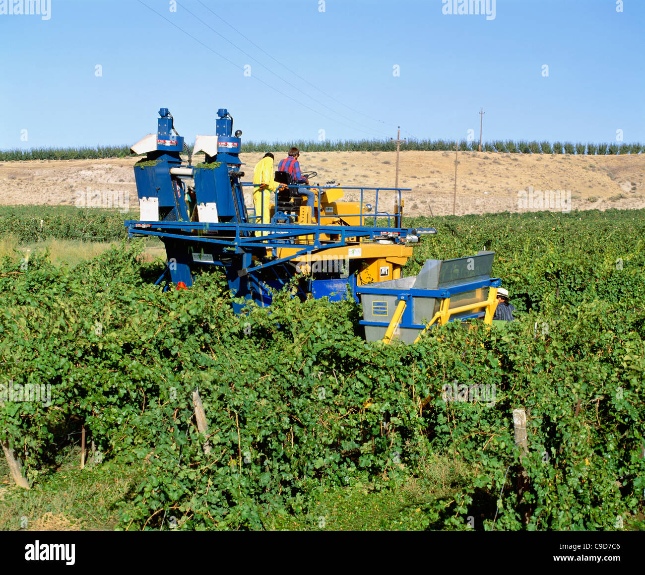 Combine mechanical grape harvester hi-res stock photography and images - Alamy