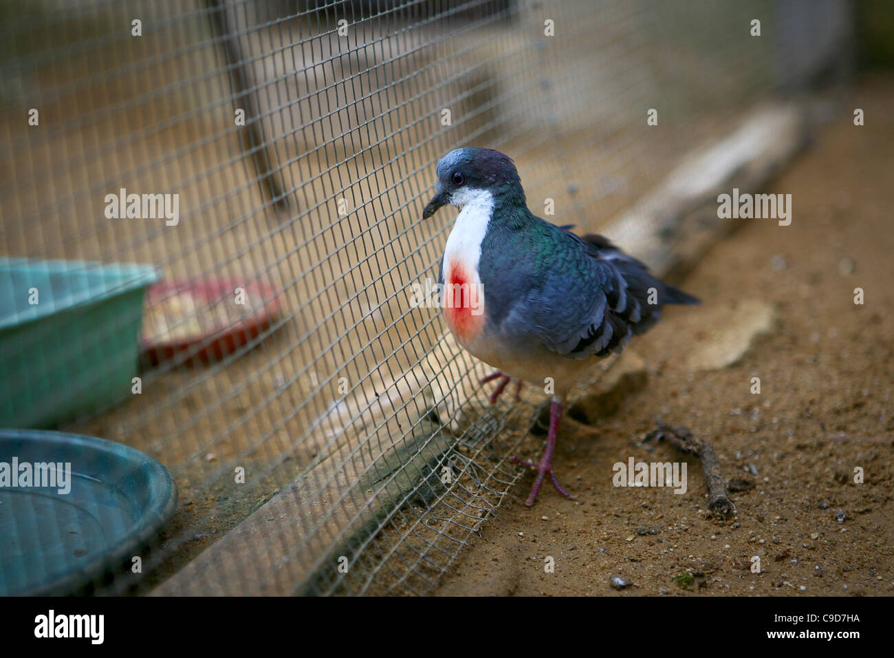 Luzon bleeding hearts hi-res stock photography and images - Alamy