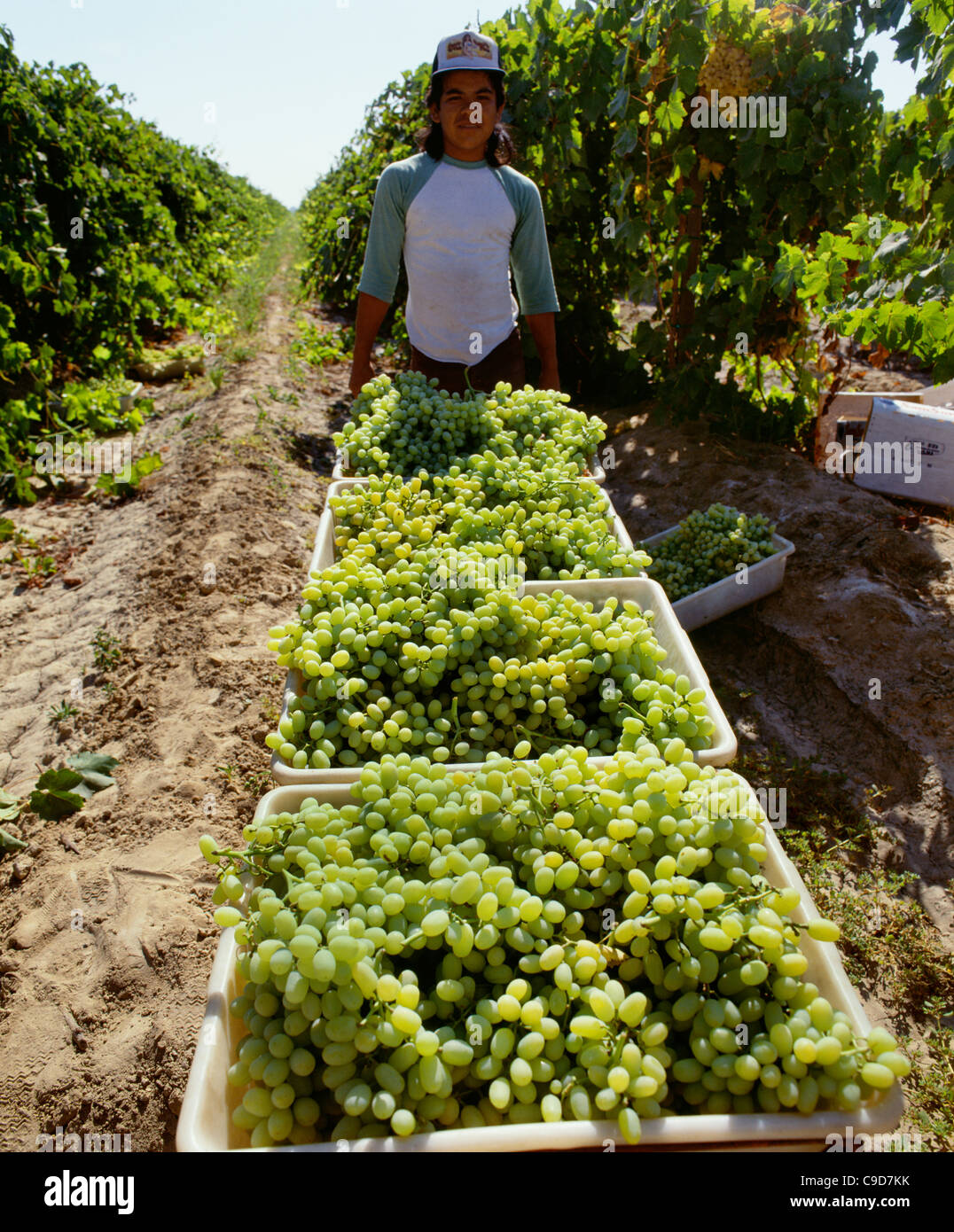 Thompson seedless grapes hi-res stock photography and images - Alamy