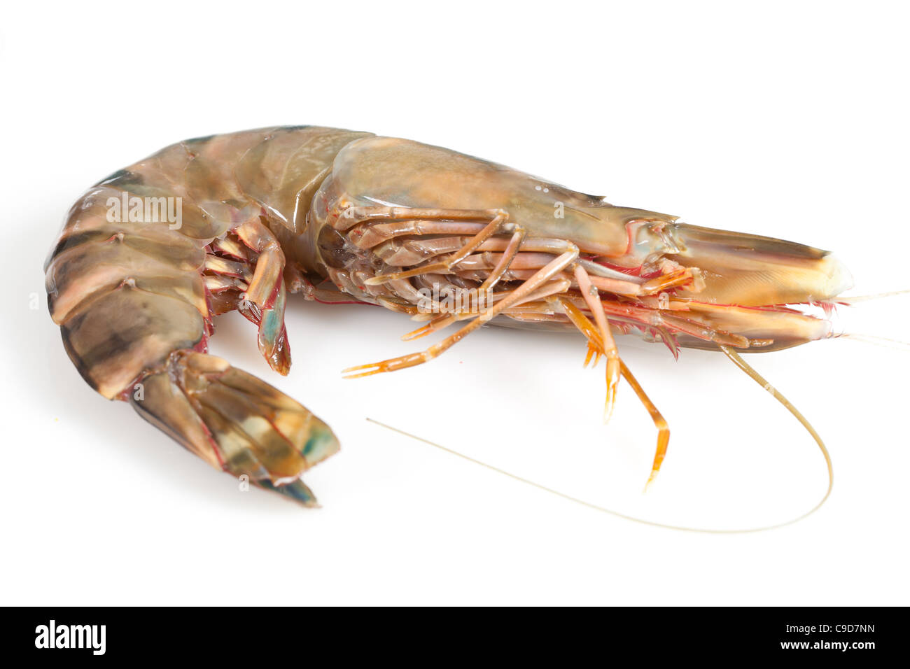 Fresh raw big prawn on wooden background Stock Photo - Alamy