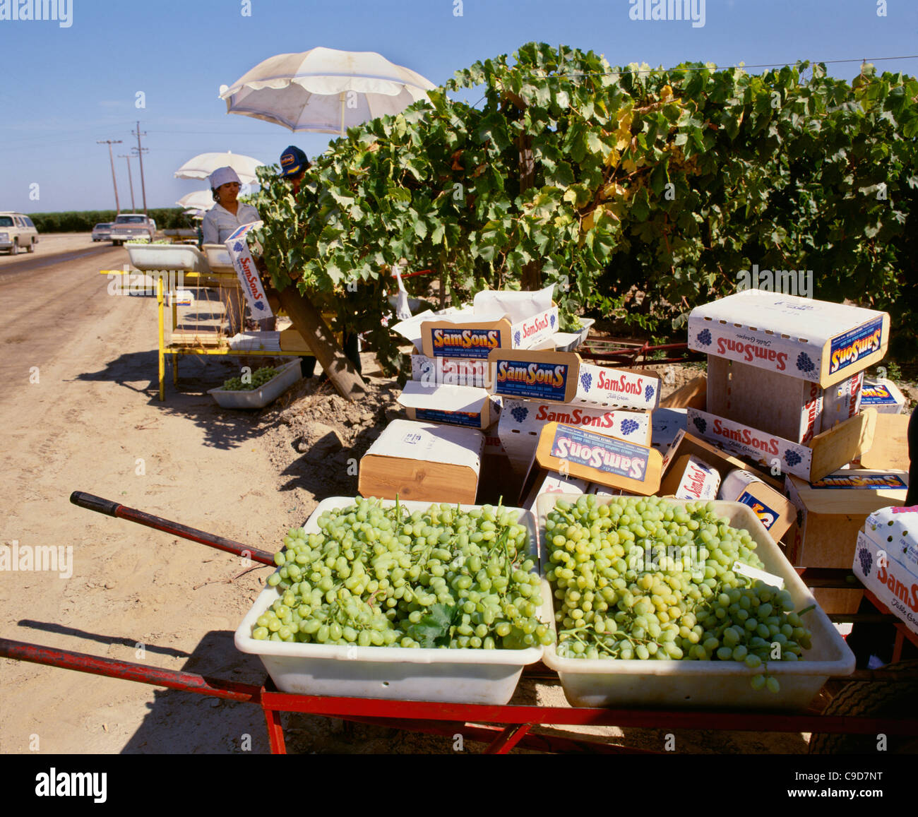 Packing Thompson seedless table grapes Stock Photo - Alamy